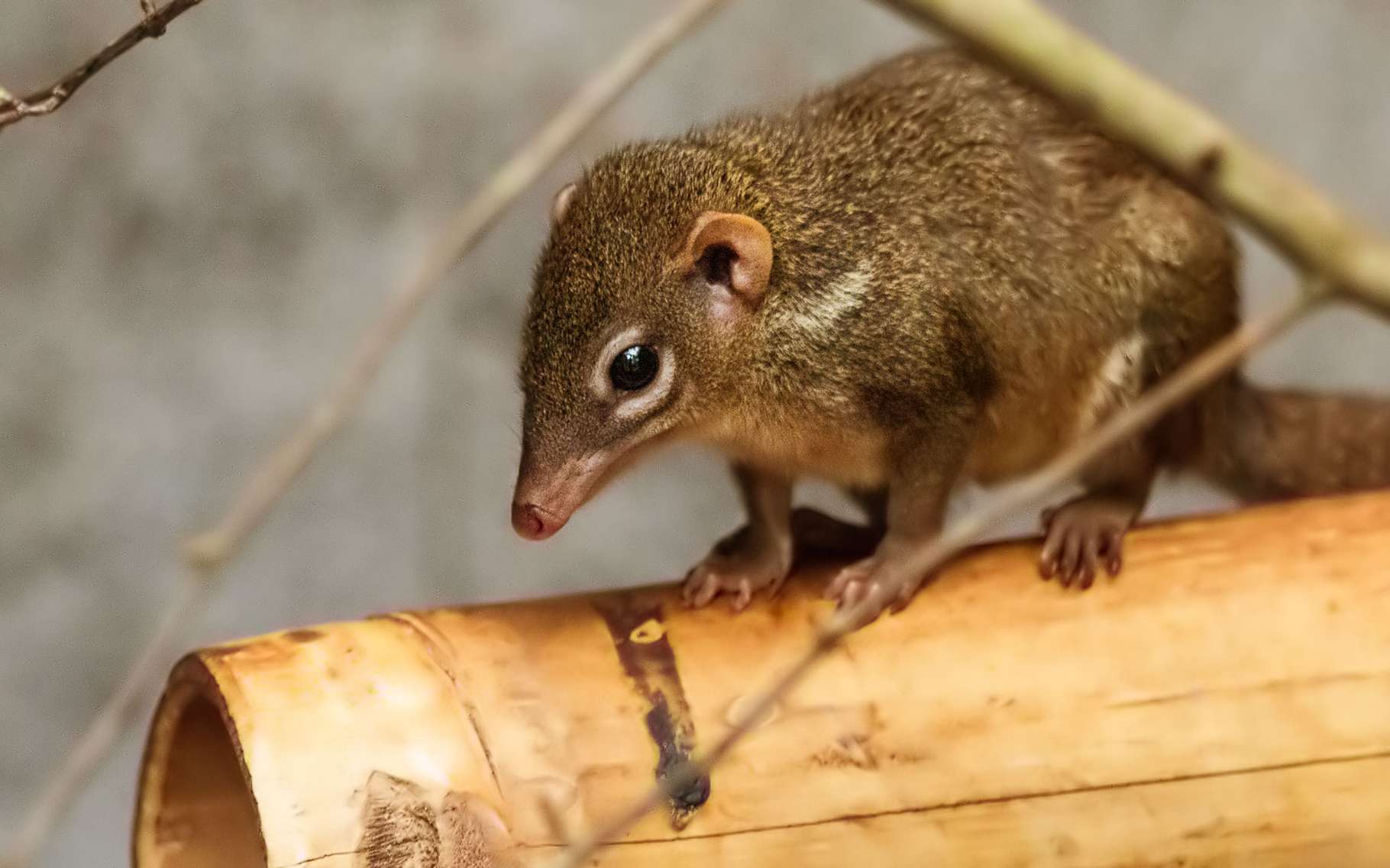 Musaraignes : caractères généraux des insectivores | Dossier