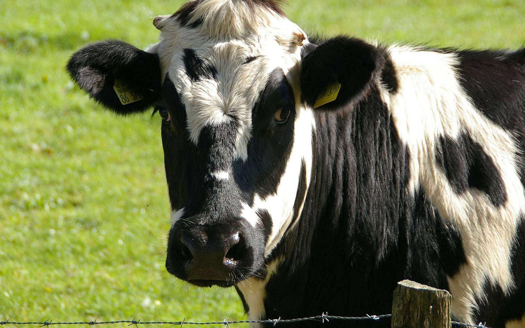 Le lait et les produits laitiers | Dossier