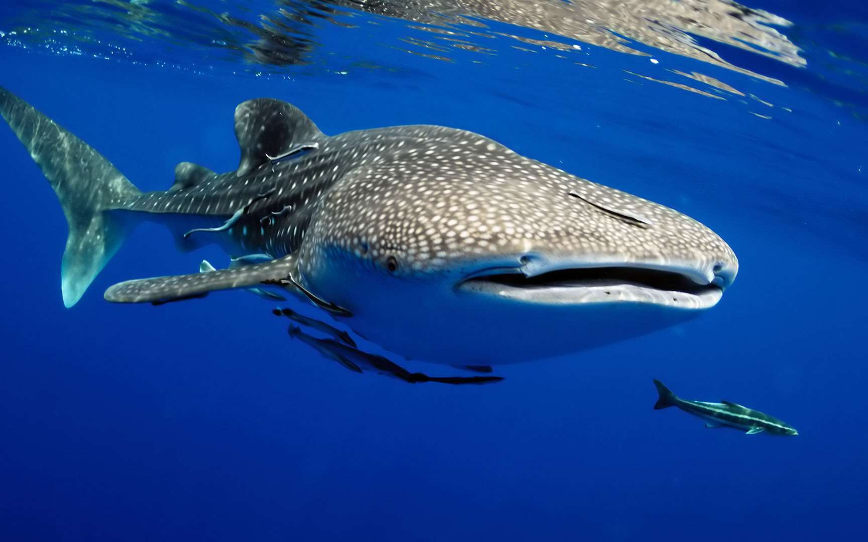 Photos | Requinmania : plongez dans le monde fascinant des requins