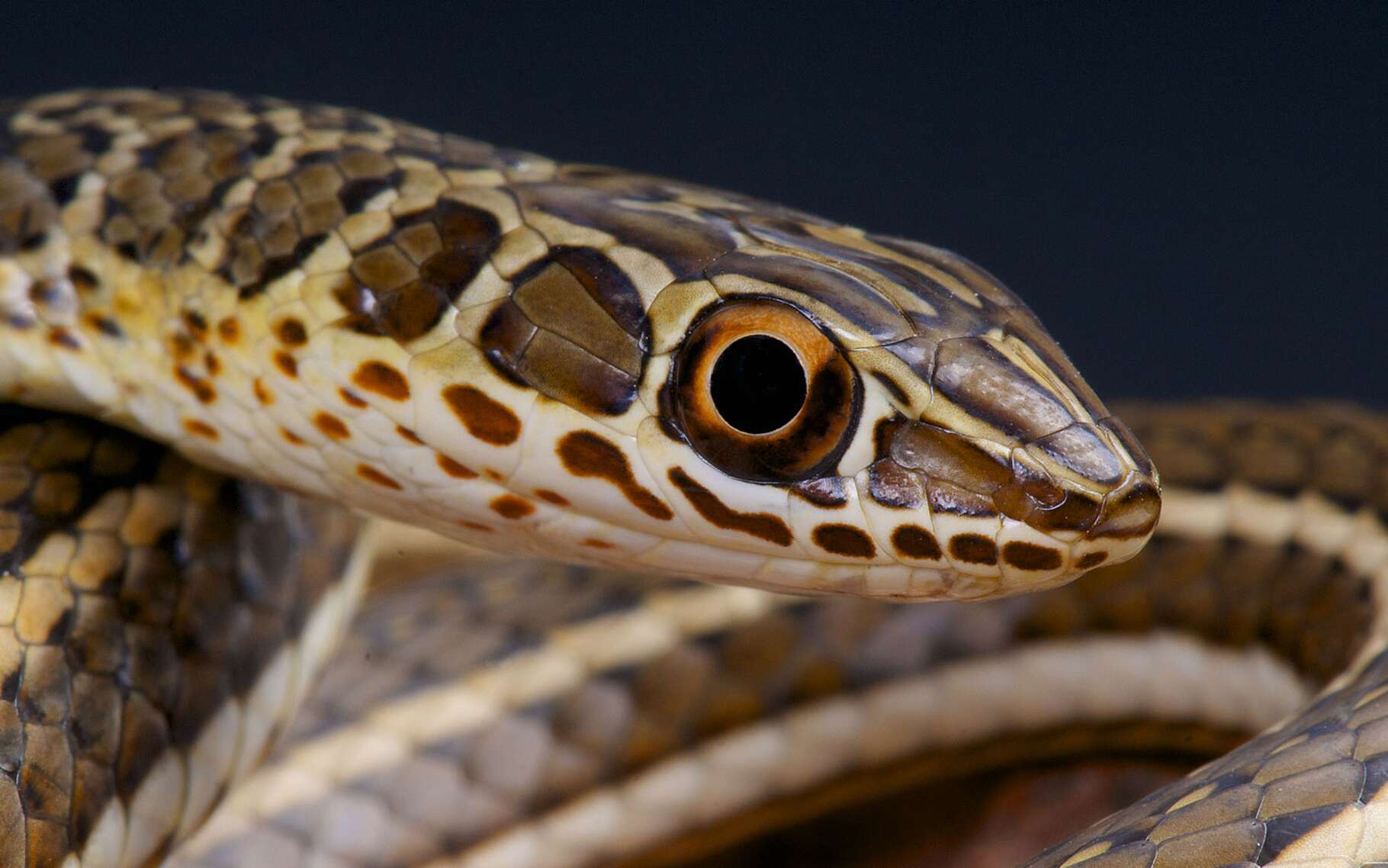 Composition et mode d’action des venins | Dossier