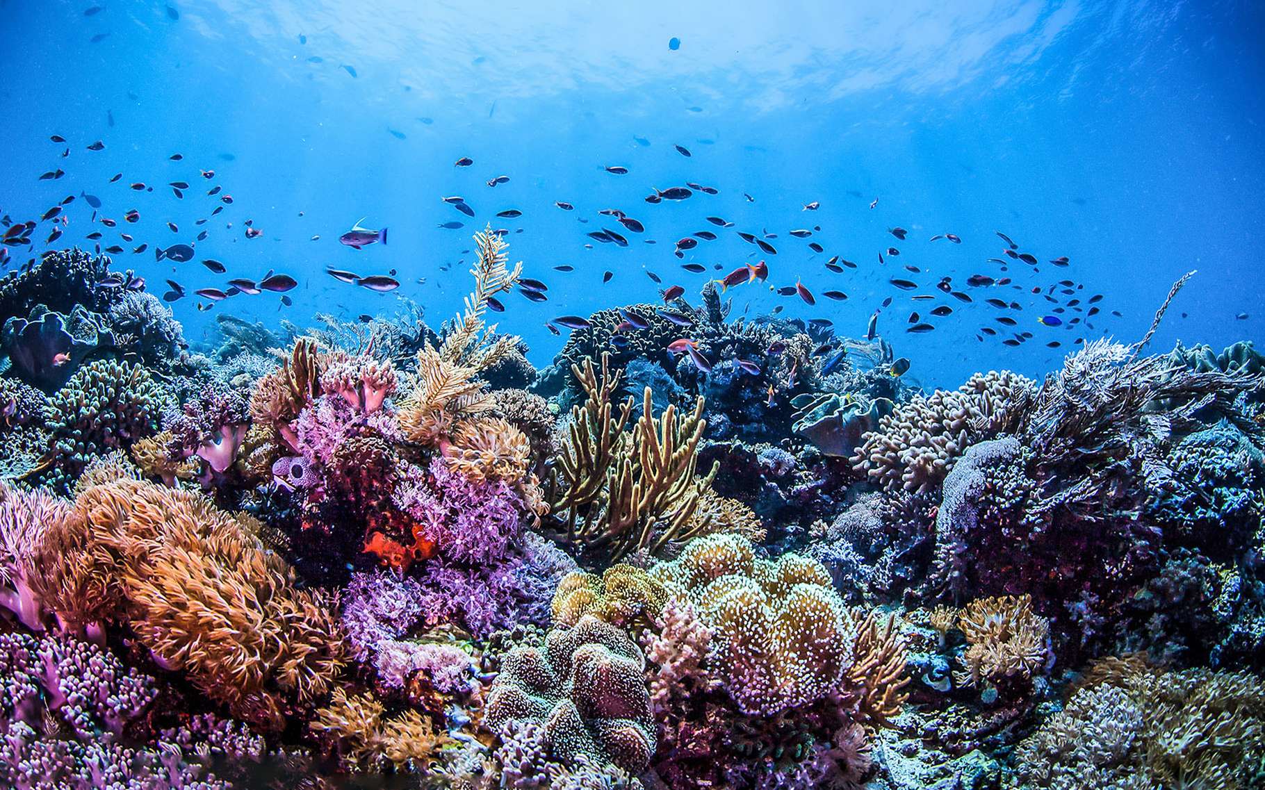 Voyage à Madagascar : l'île océan | Dossier