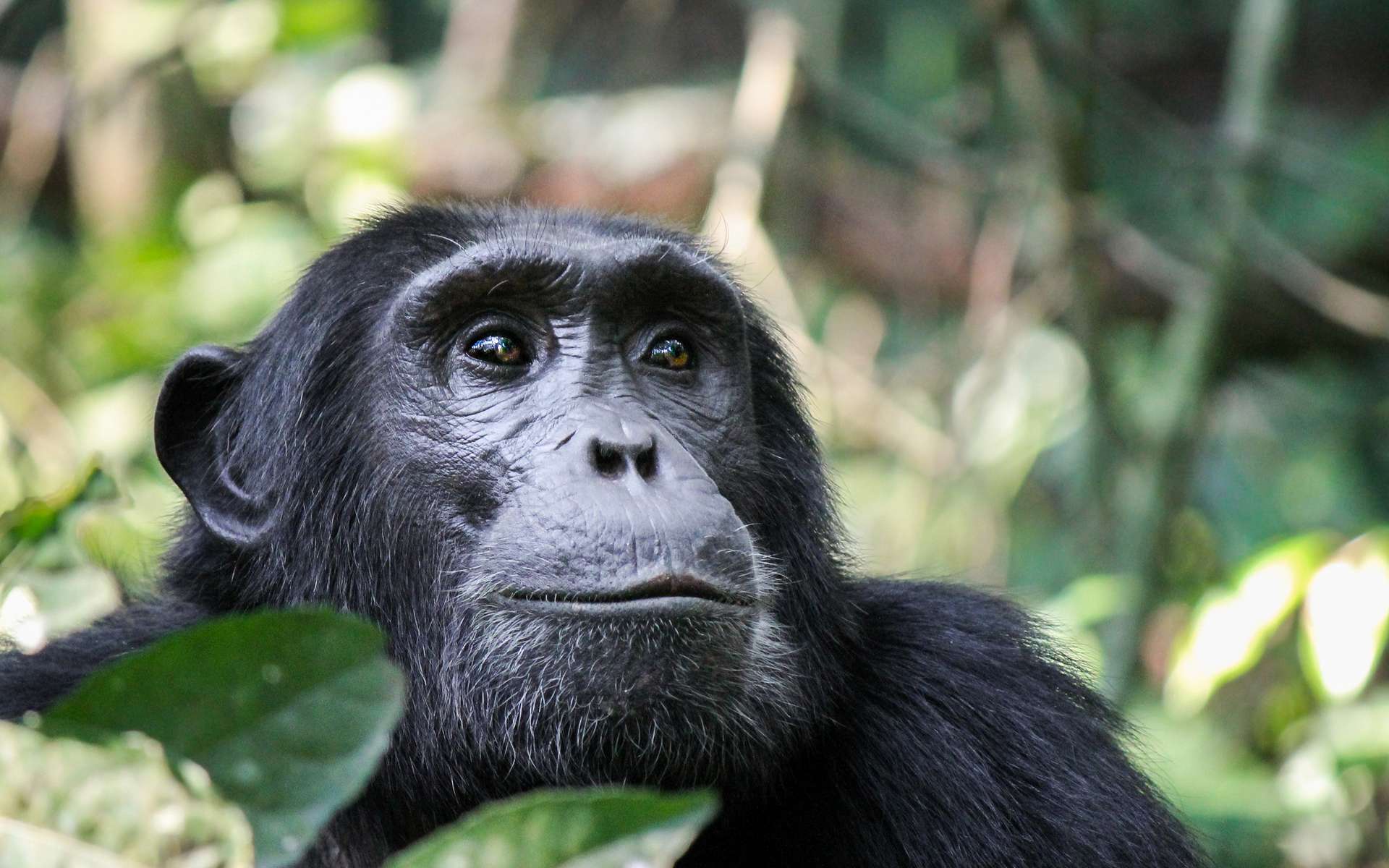 Brève | Plus le milieu évolue, plus le comportement des chimpanzés se ...