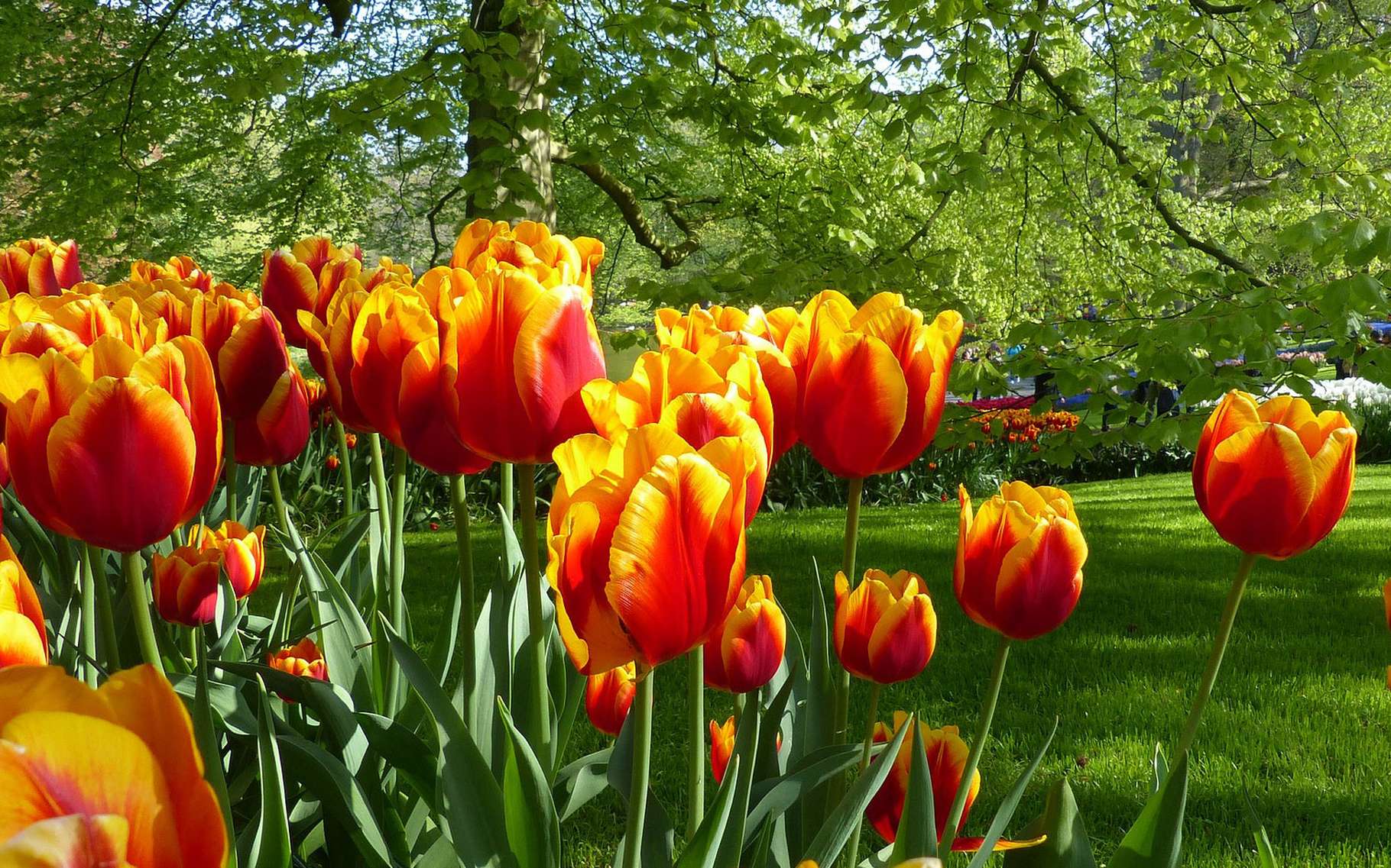 Tulipes : entretien et arrosage