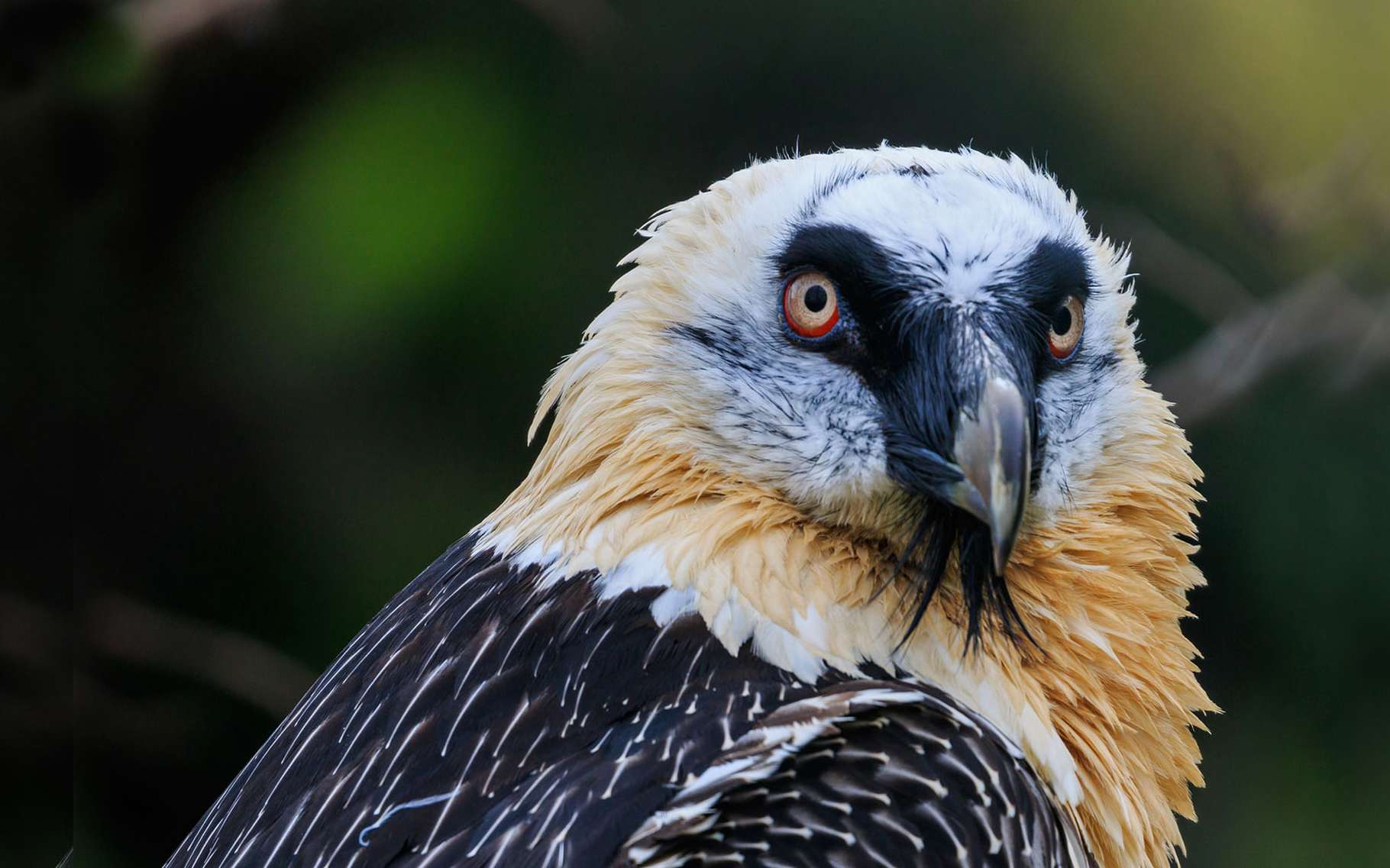 Les rapaces en France : menaces et protection | Dossier