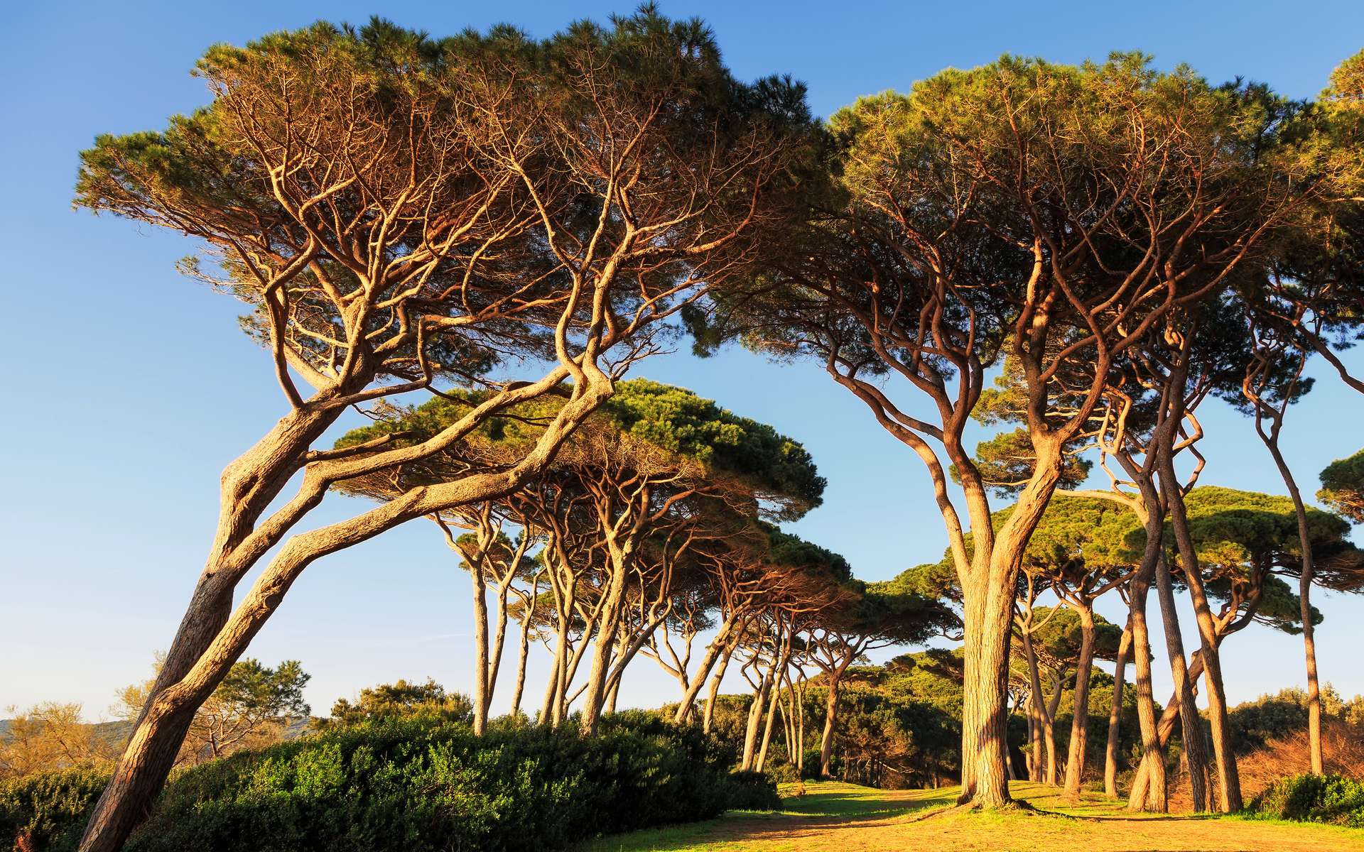 D finition Pin Maritime Pinus Pinaster Pin Des Landes Pin 