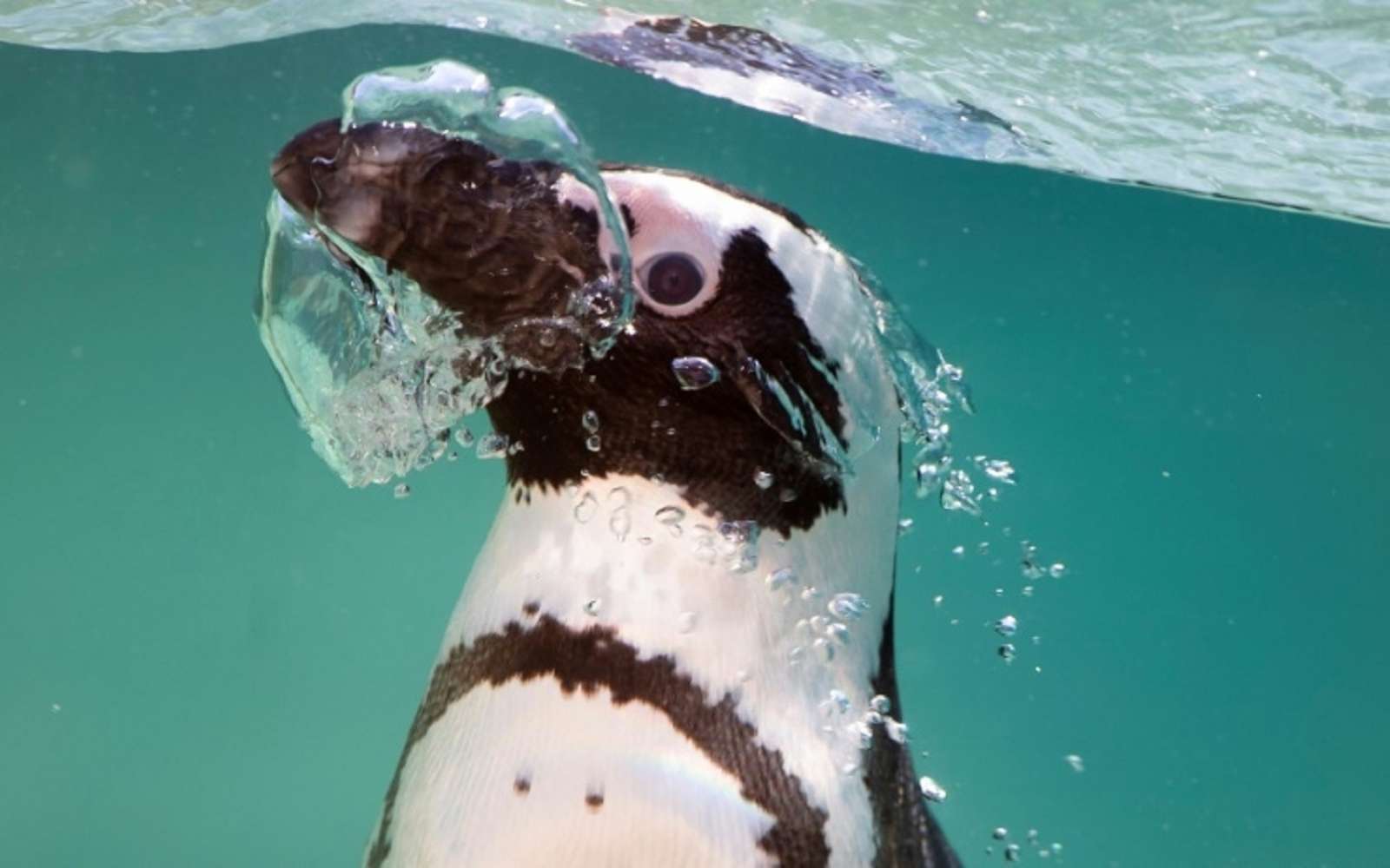 En vidéo : des manchots équipés de caméras en pleine chasse au poisson