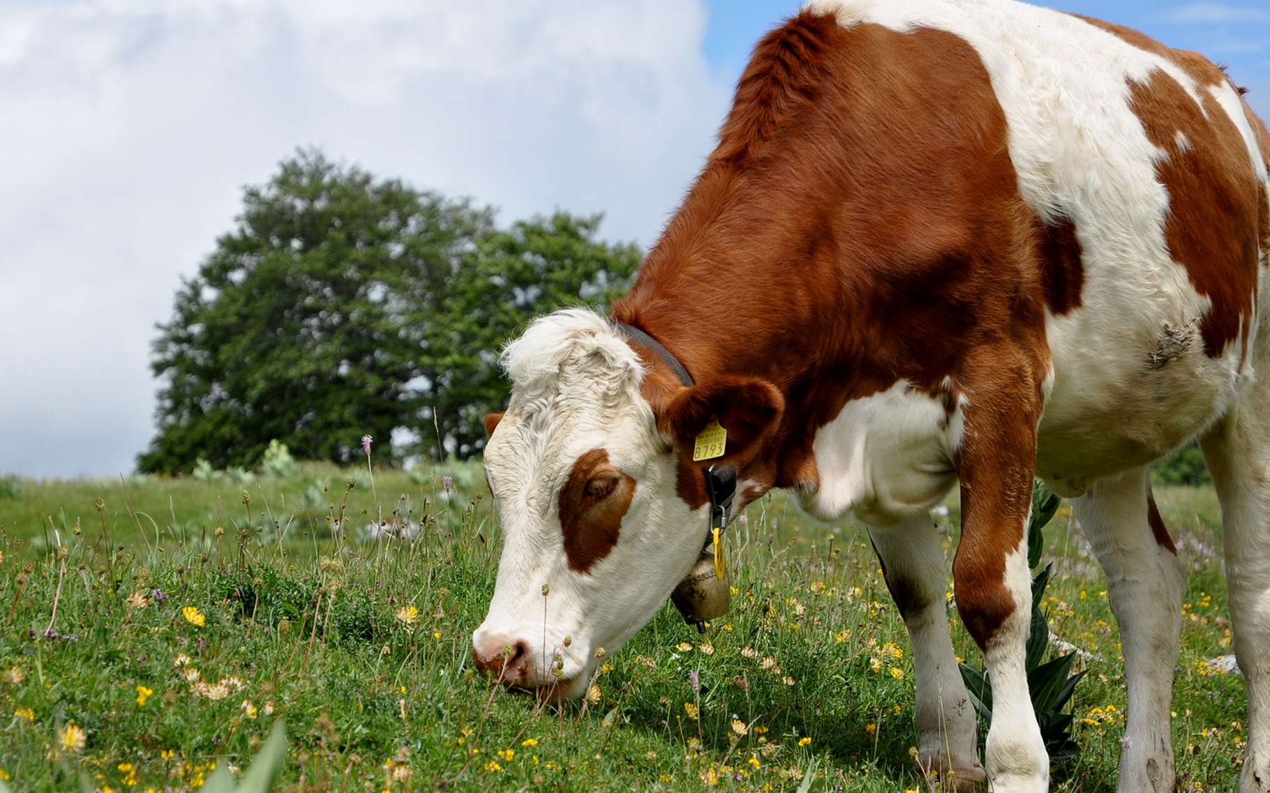 Découvrir la vache : Race Montbéliarde | Dossier