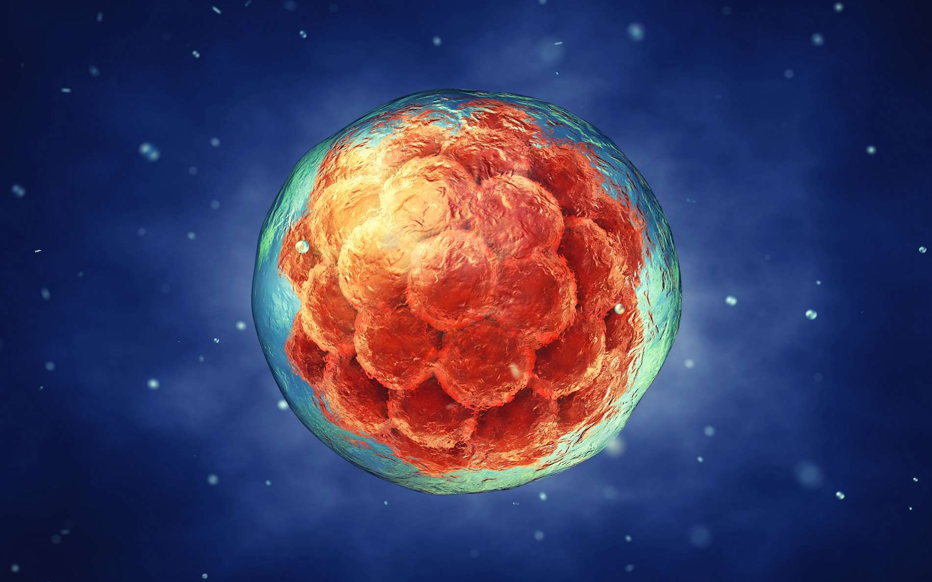 Définition | Cellule souche pluripotente | Futura Santé
