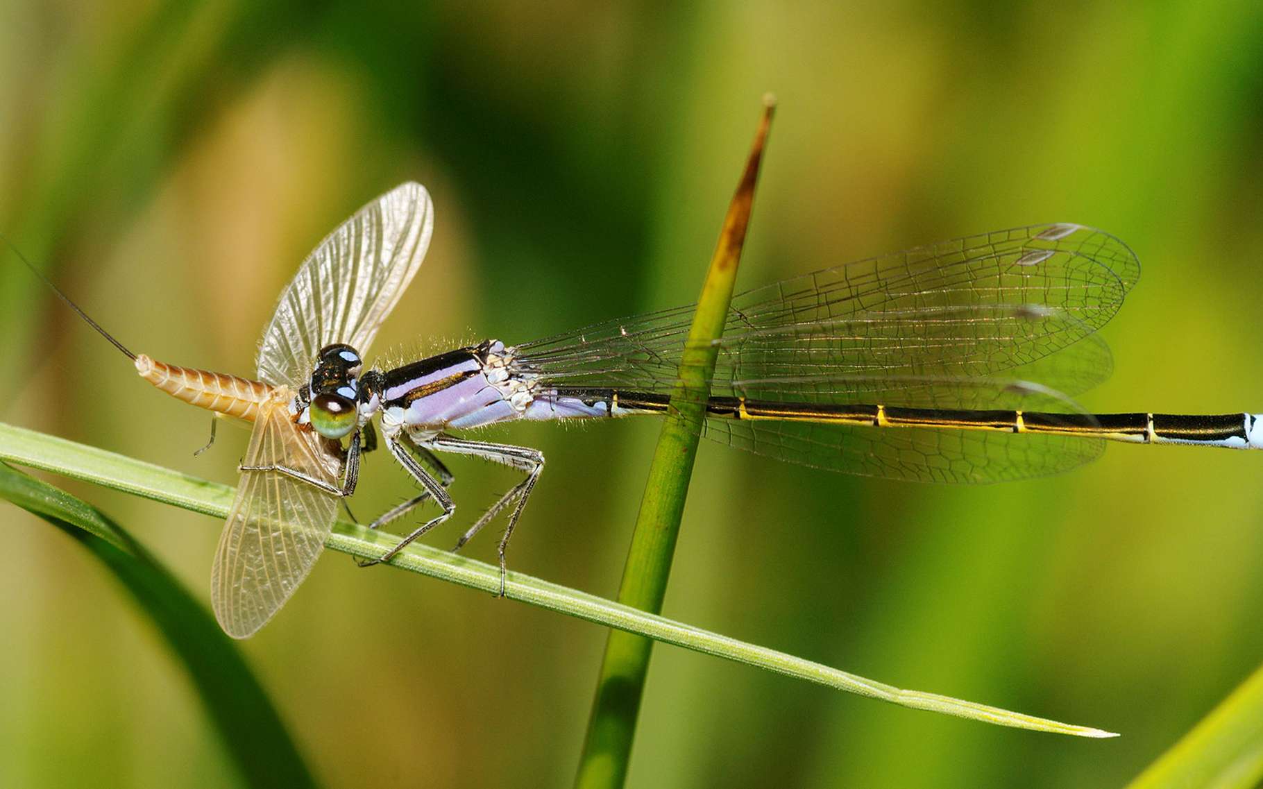 Qui mange qui ? | Dossier