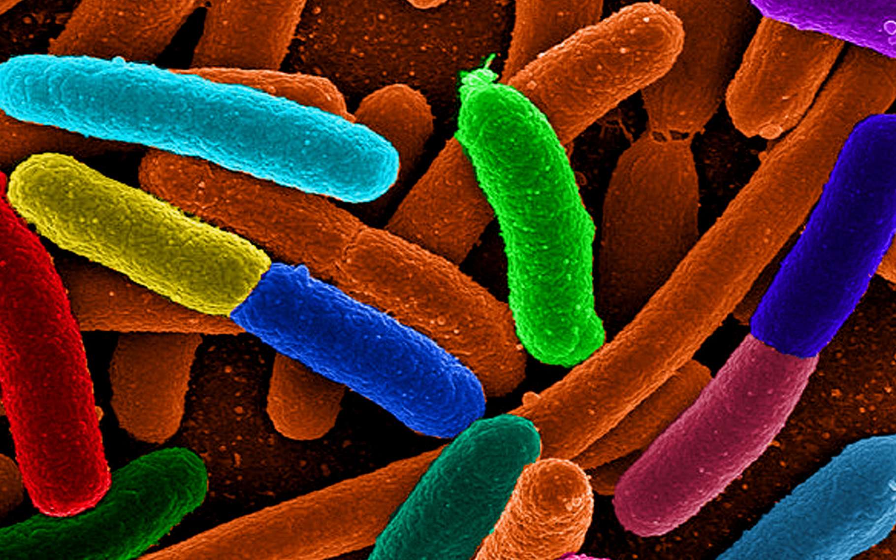 Les bactéries, leur monde et nous | Dossier