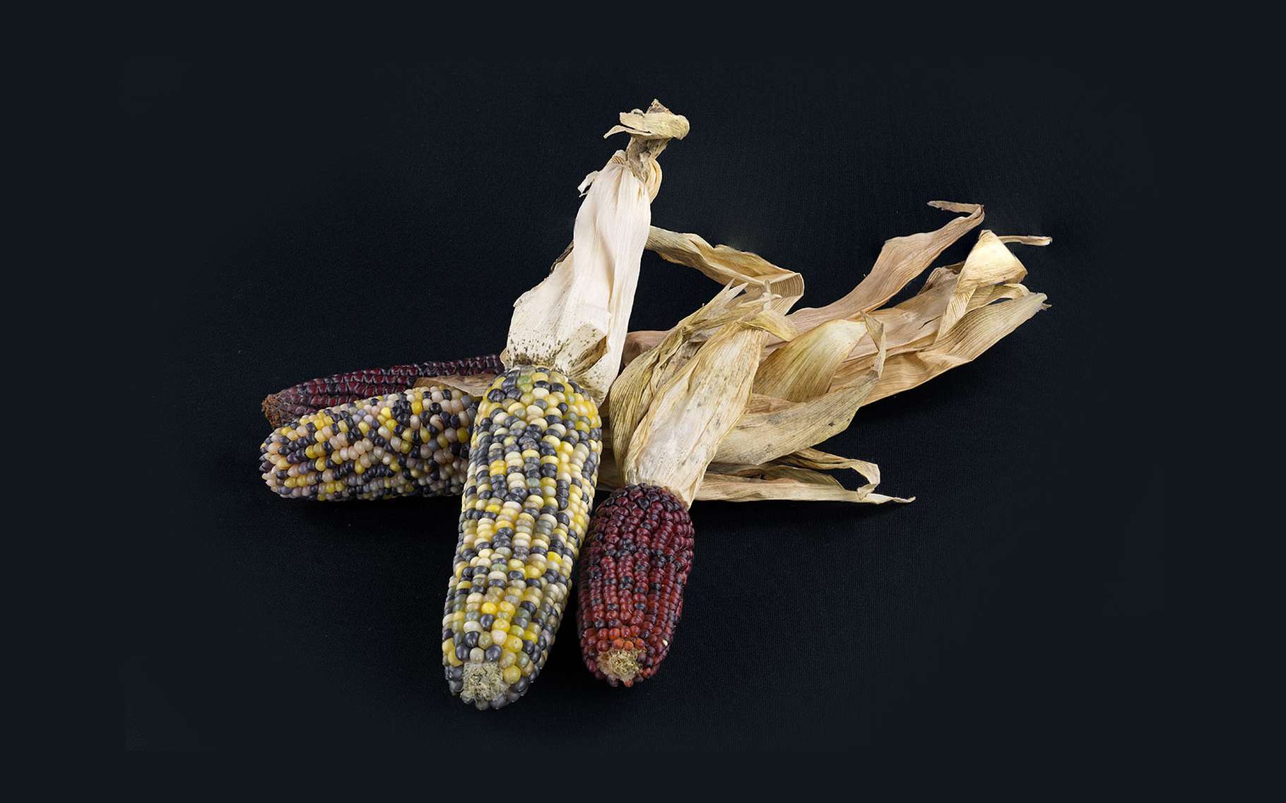 Le maïs, un aliment riche en amidon | Dossier