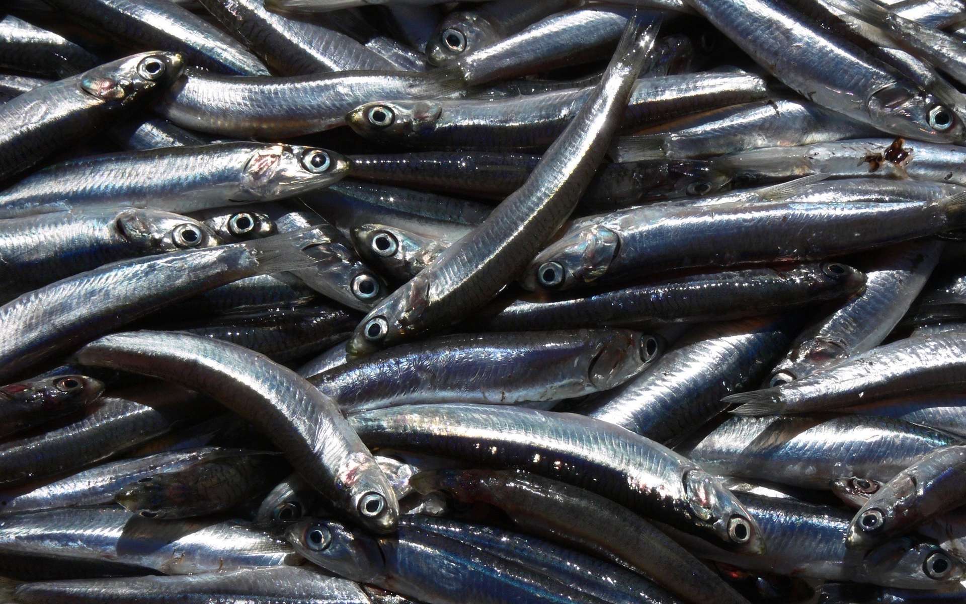 Poissons : les 10 espèces les plus pêchées