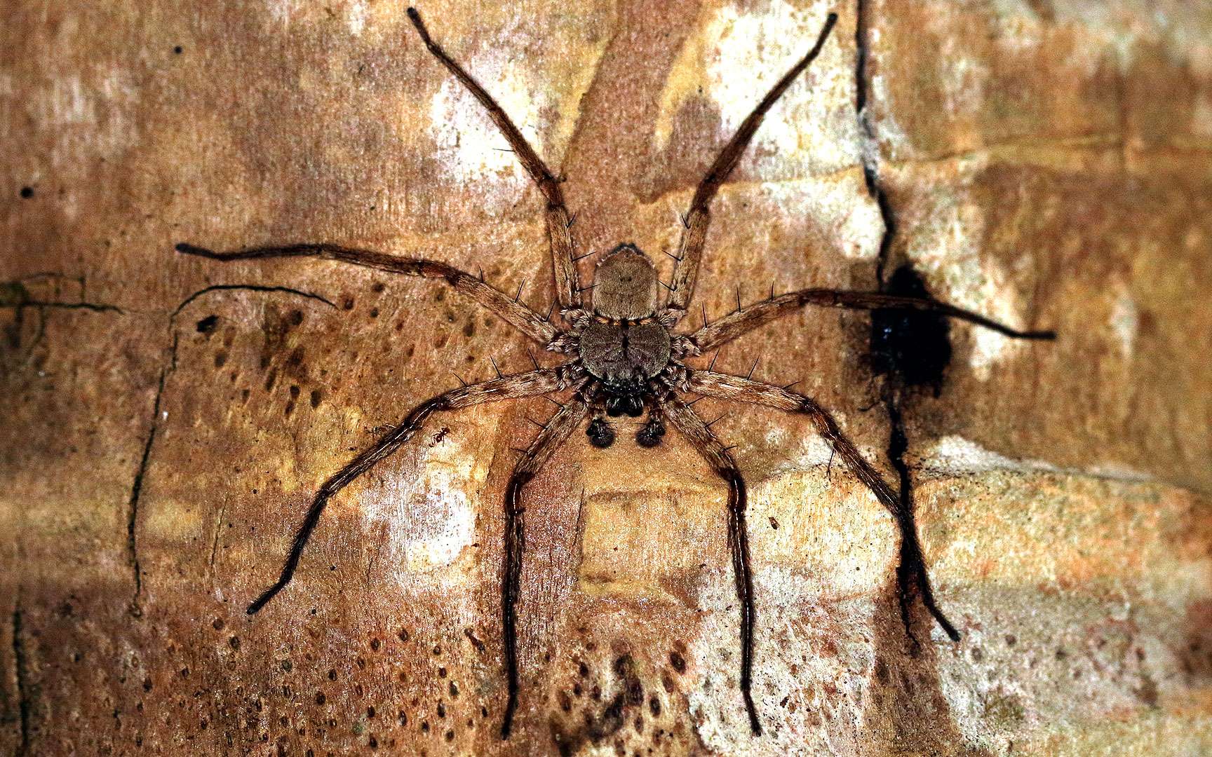 La Selenops, une araignée qui plane d'arbres en arbres