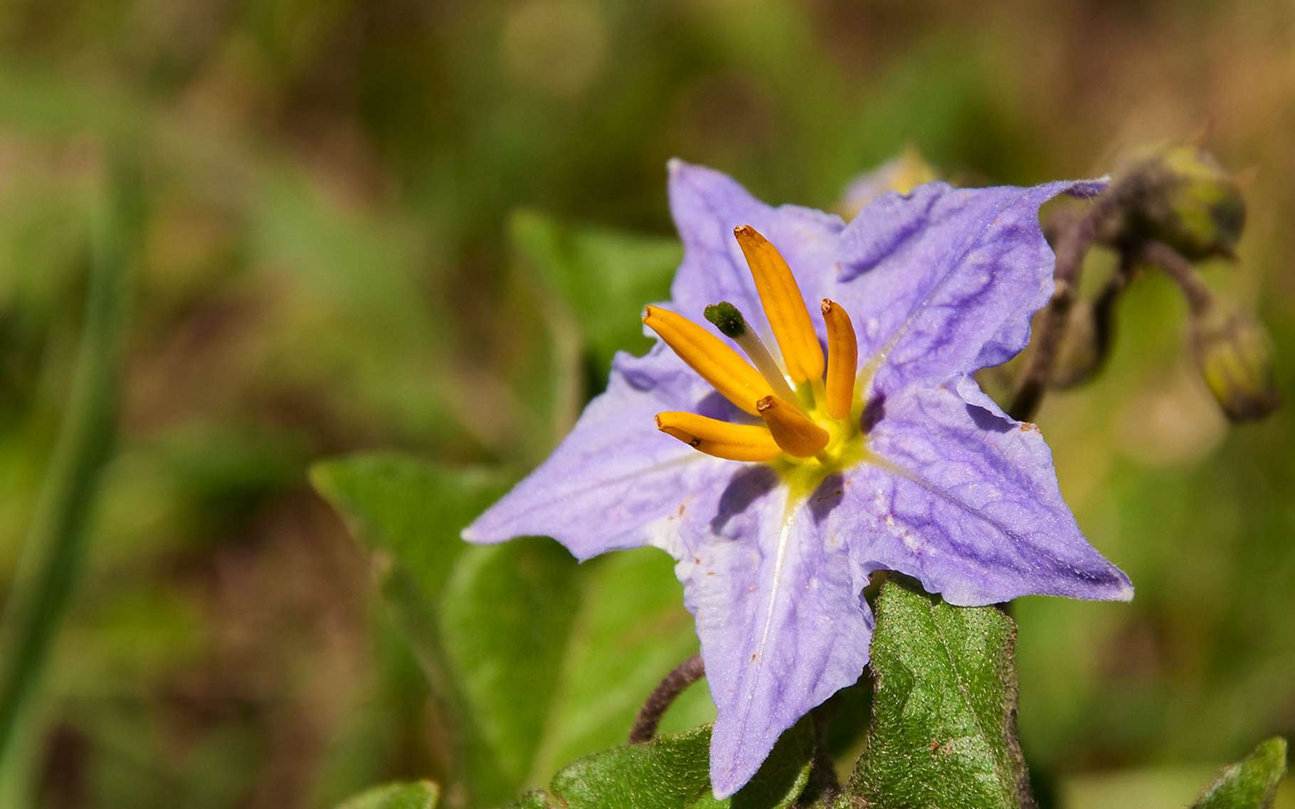 Solanum elaeagnifolium : une morelle | Dossier