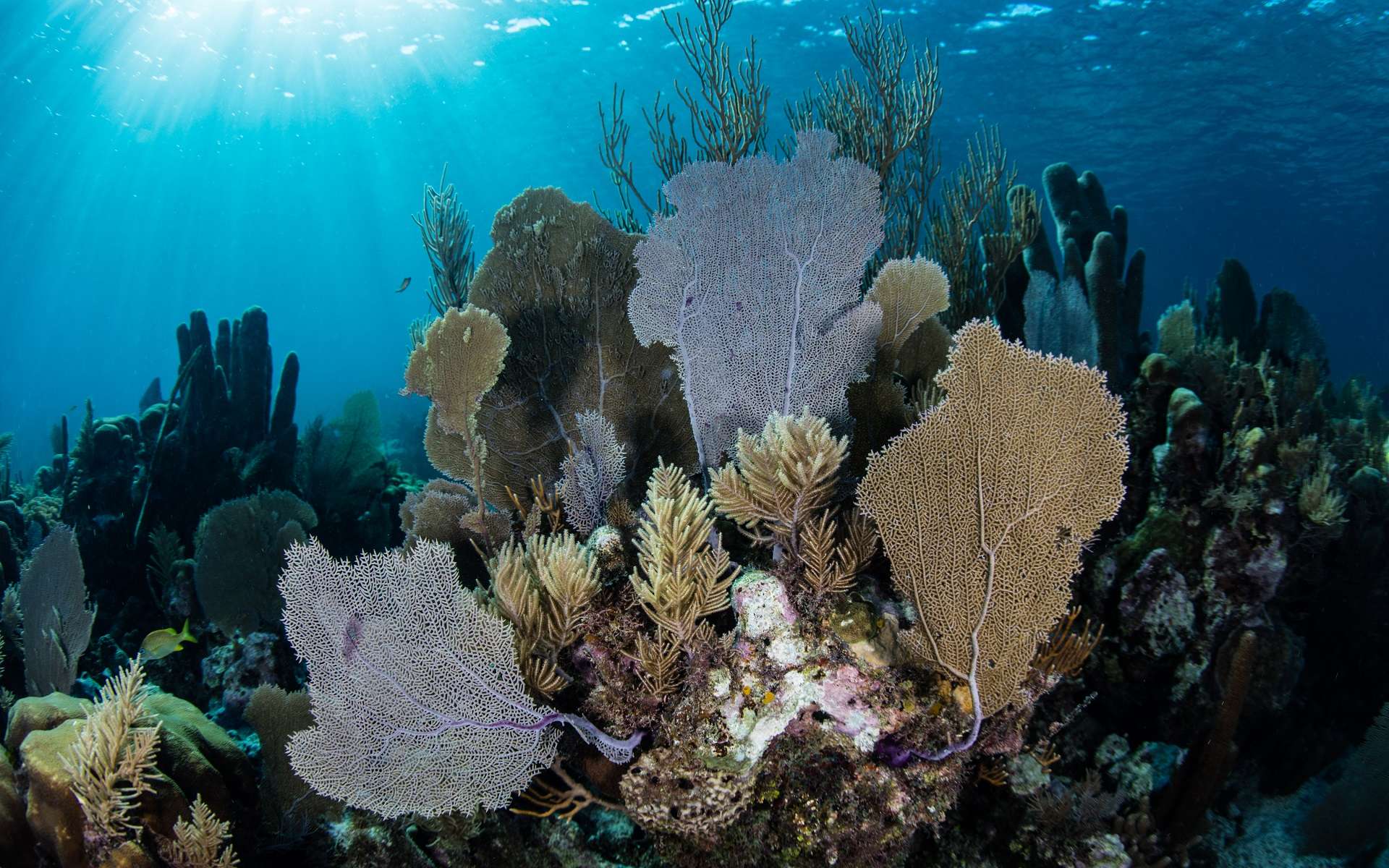 Définition | Récif corallien | Futura Planète