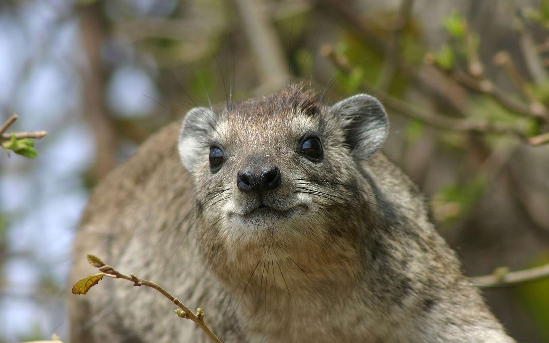 Caractères anatomiques généraux du daman | Dossier