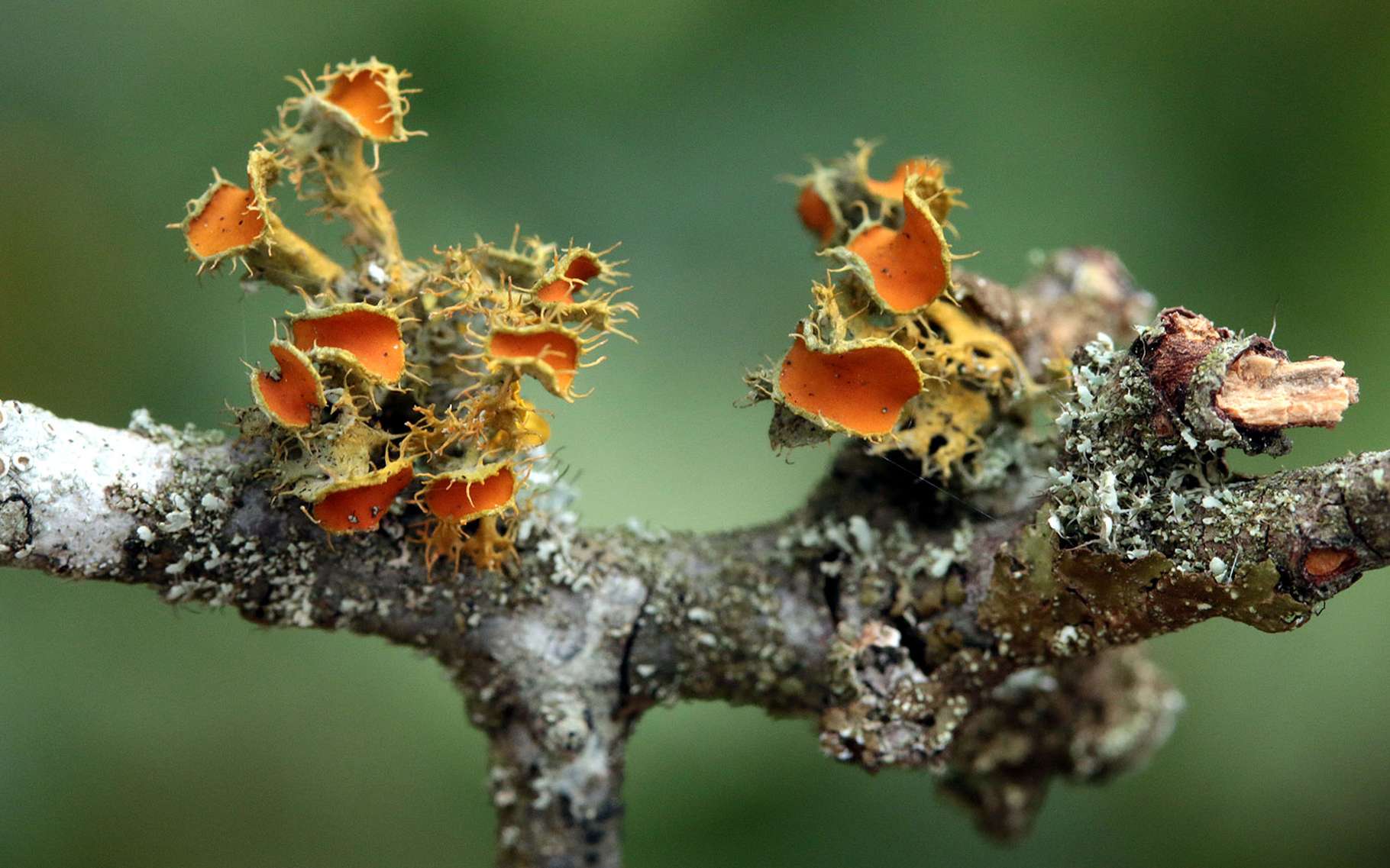 Les lichens dans leur environnement | Dossier