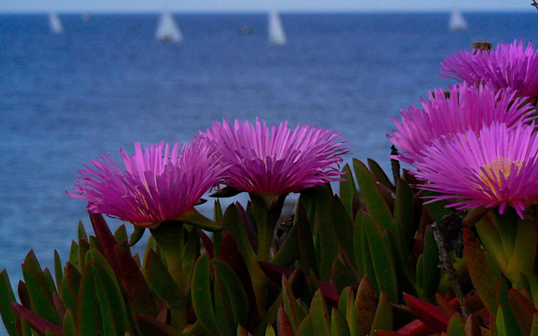 Les plantes invasives | Dossier