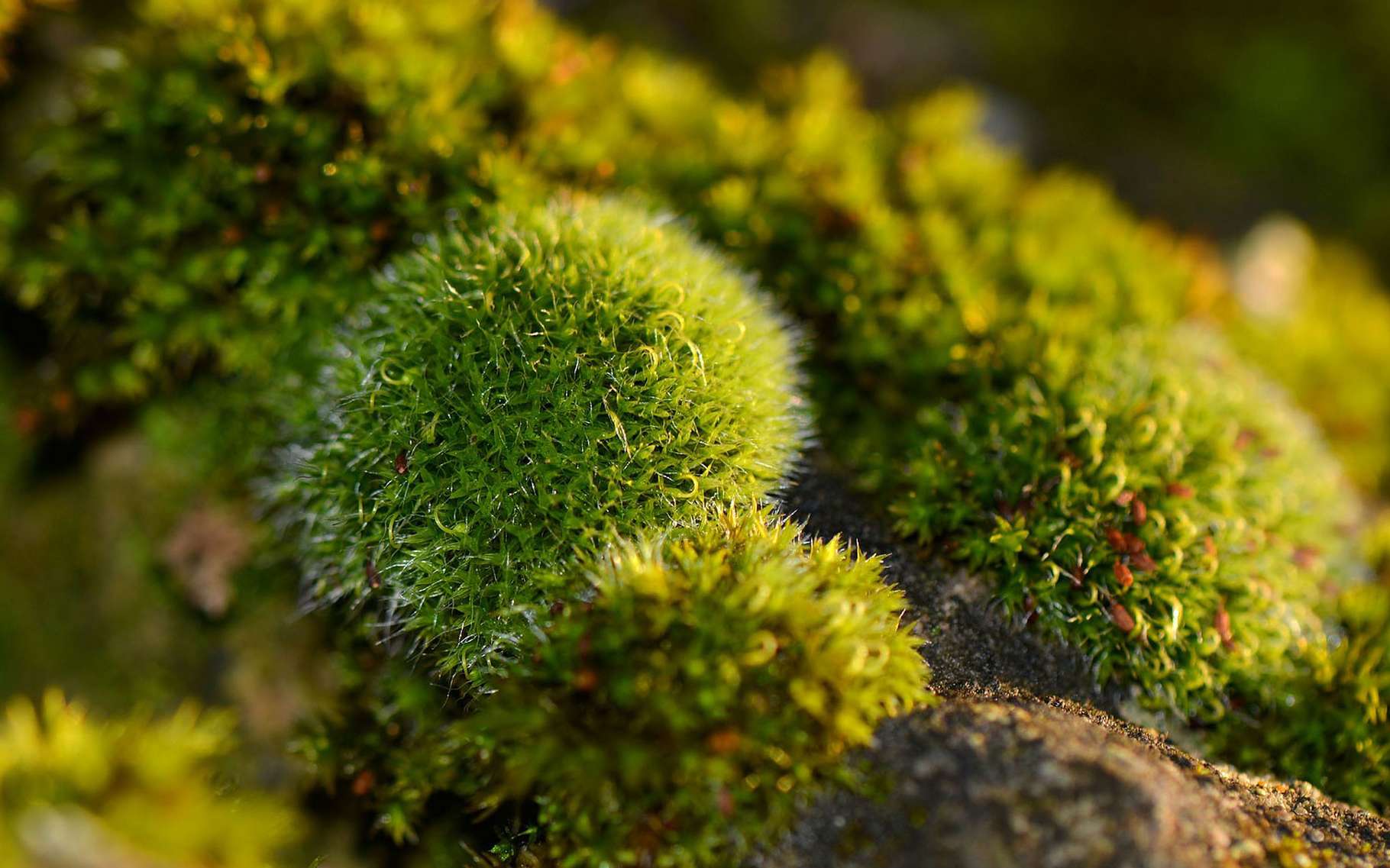 Les mousses et leur surface appelée protonéma | Dossier