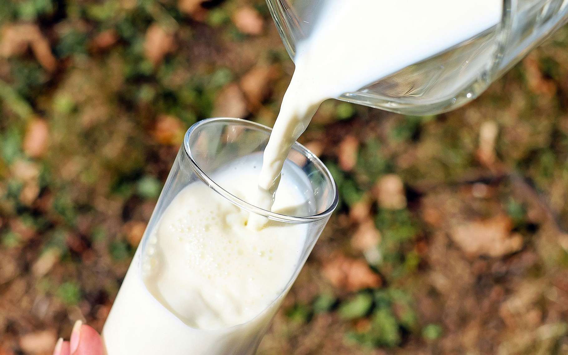 Lait cru ou pasteurisé, entre tradition et hygiène | Dossier