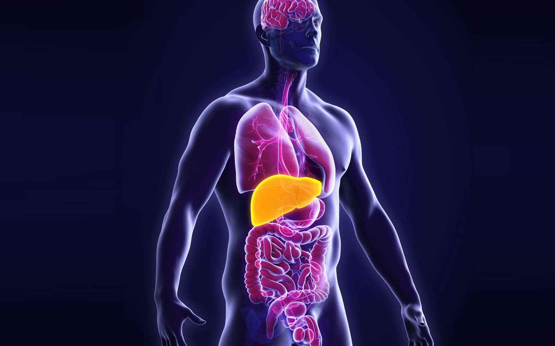 Le HDL ou bon cholestérol | Dossier