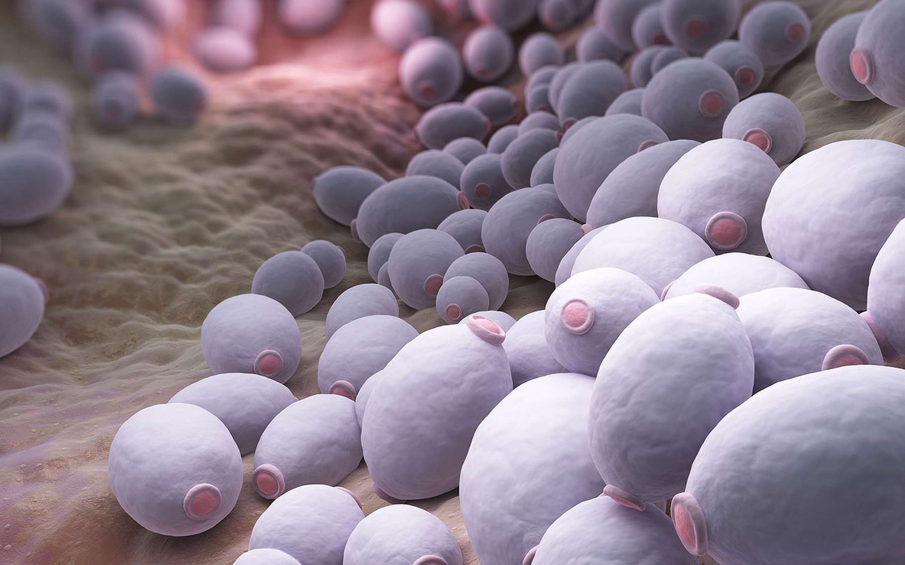 La cystite fongique : causes et traitement | Dossier