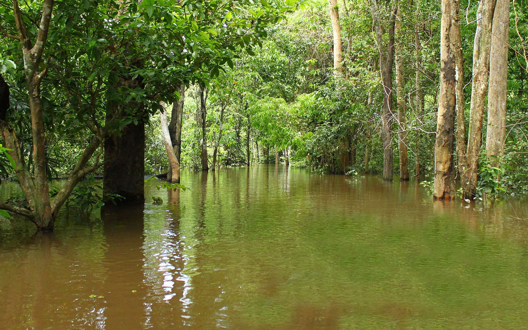Le bassin amazonien et les Andes | Dossier