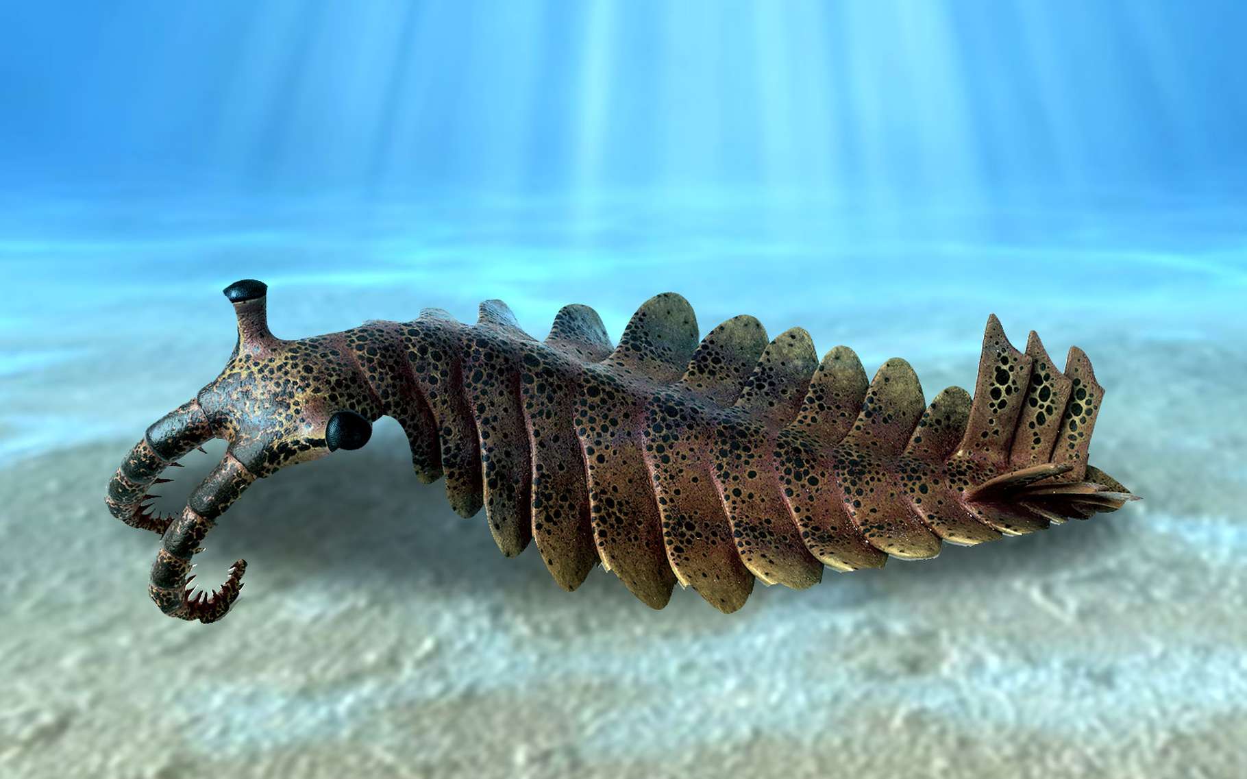 Cambrien inférieur : les premiers écosystèmes marins complexes | Dossier