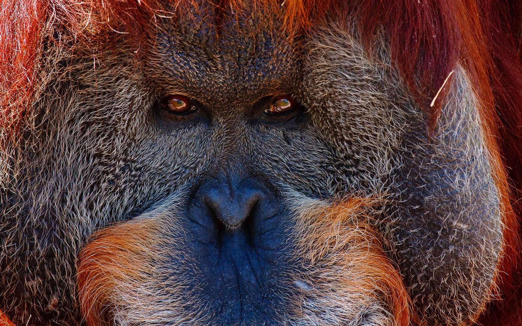 Grands singes et forêt : même combat pour la planète | Dossier