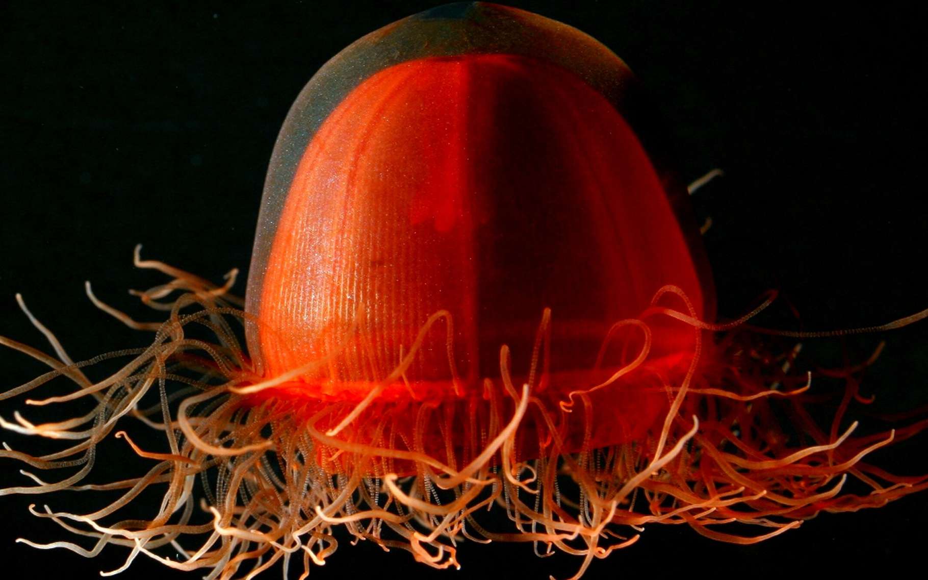 La Dame aux Méduses | Dossier