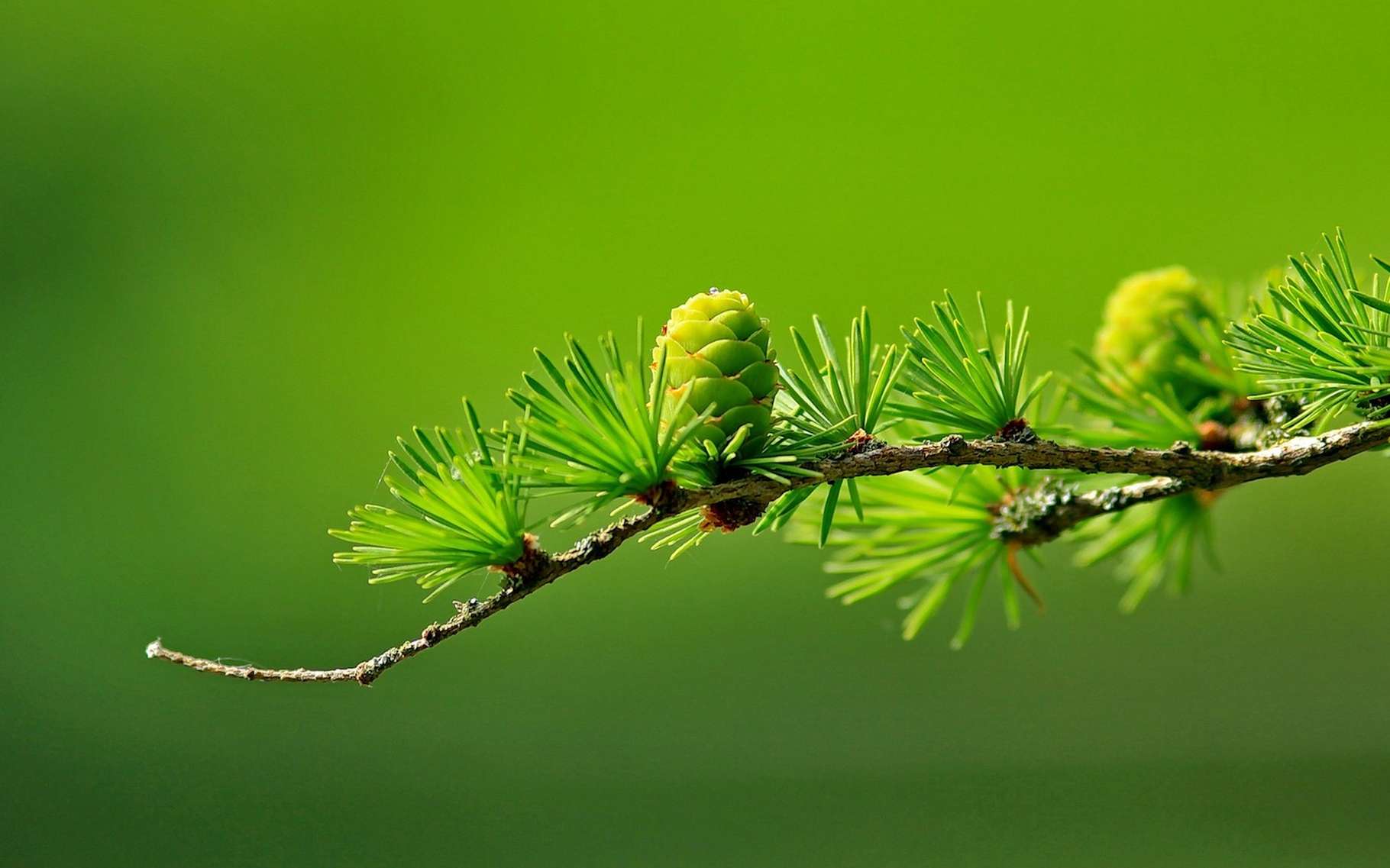 Définition | Gymnosperme | Futura Planète