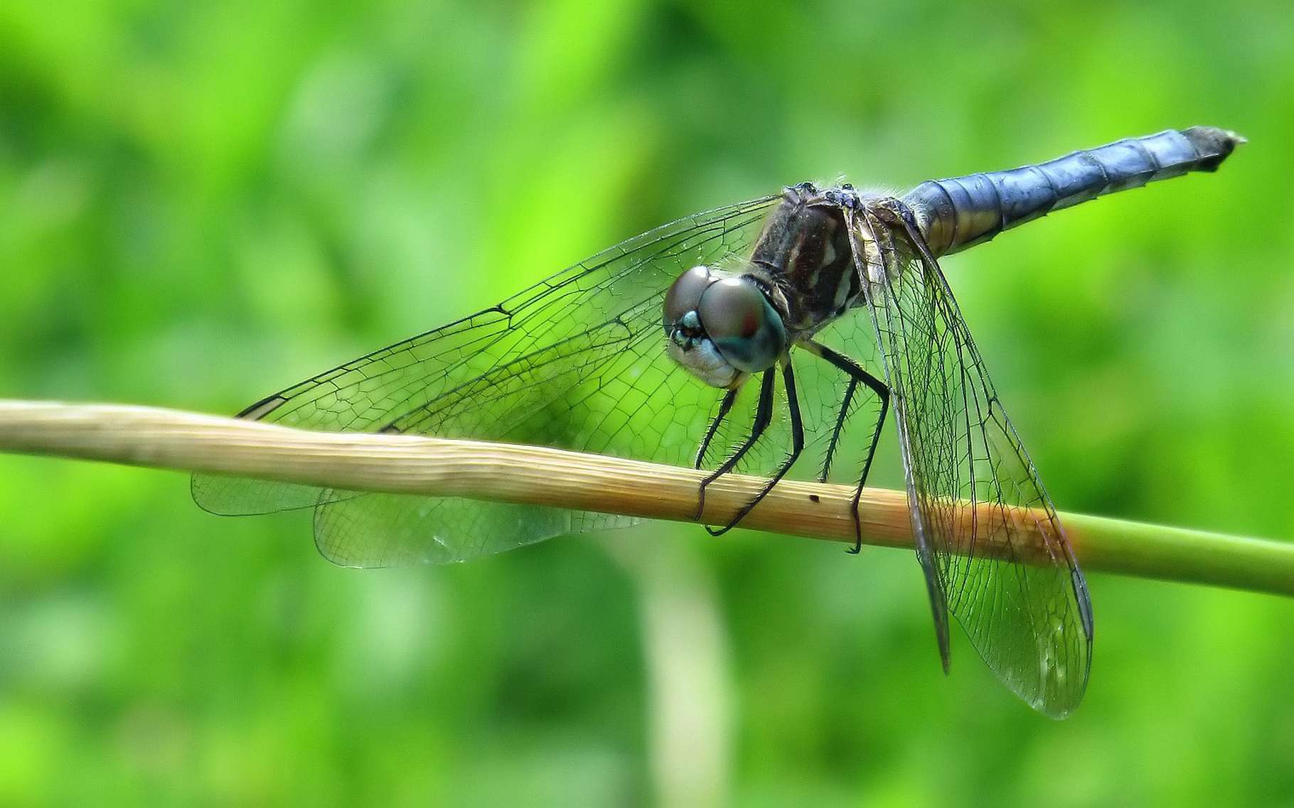 Qui sont les odonates ? | Dossier