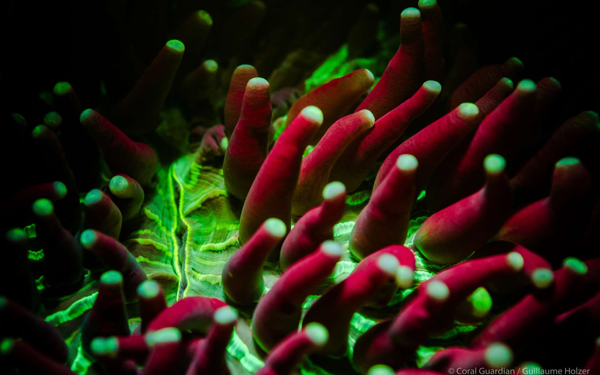 Fluorescence, bioluminescence et phosphorescence : quelle différence ...