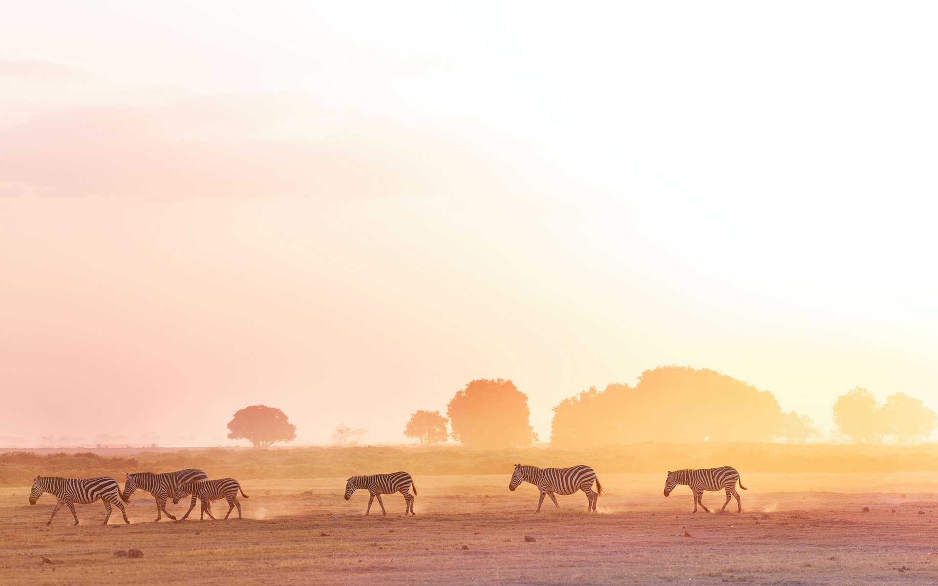 Migration animale : les mammifères terrestres qui parcourent les plus ...