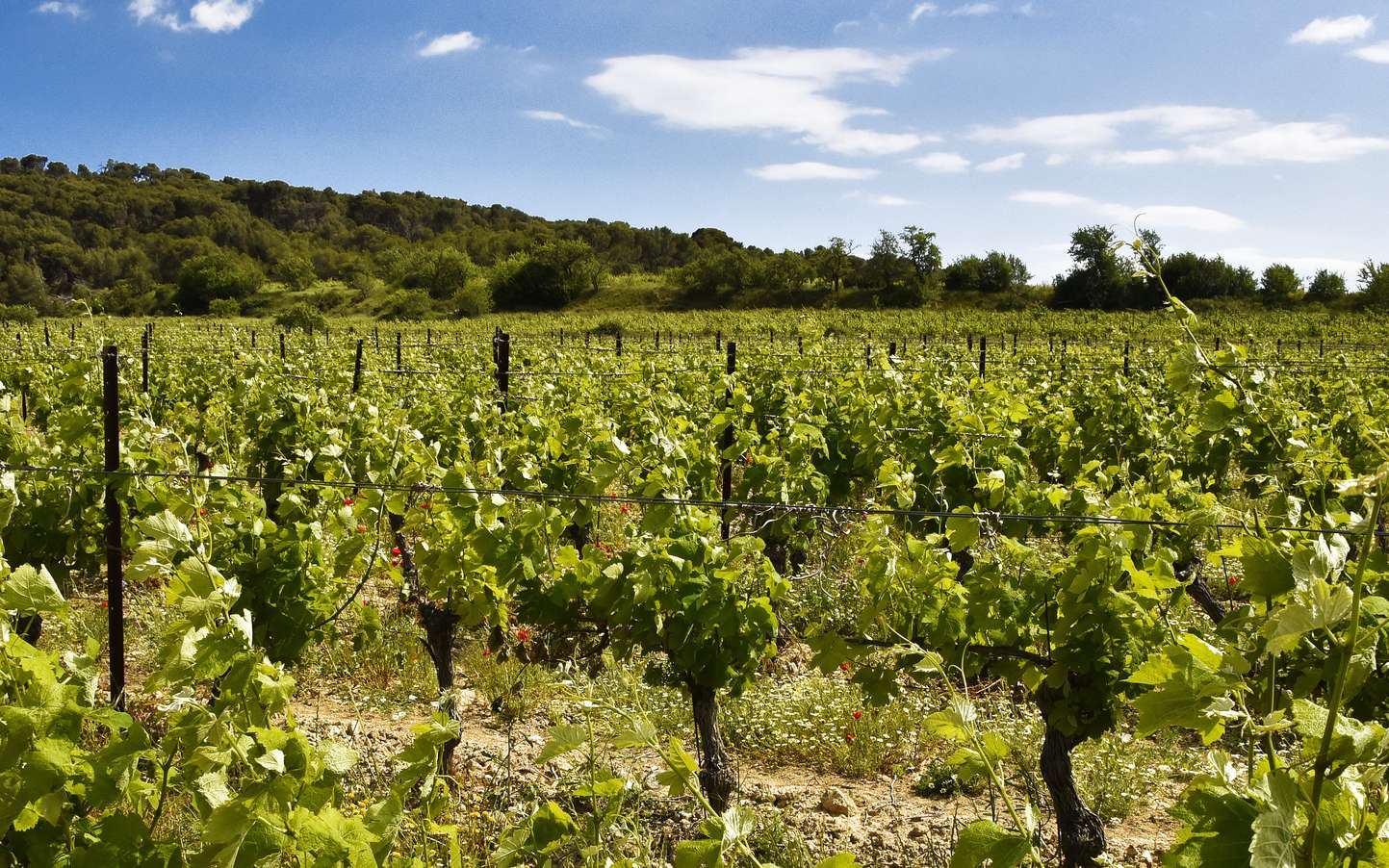Haute Valeur Environnementale, vin bio, biodynamique, nature : comment ...