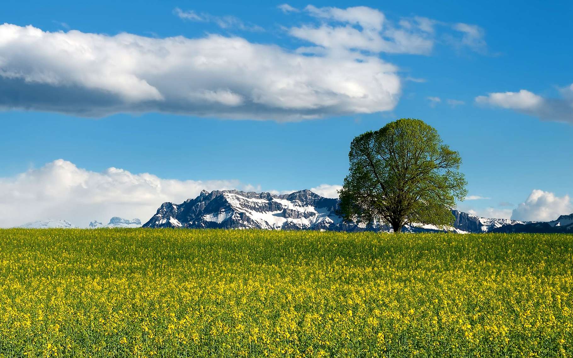 Le concept d'écosystème en écologie | Dossier