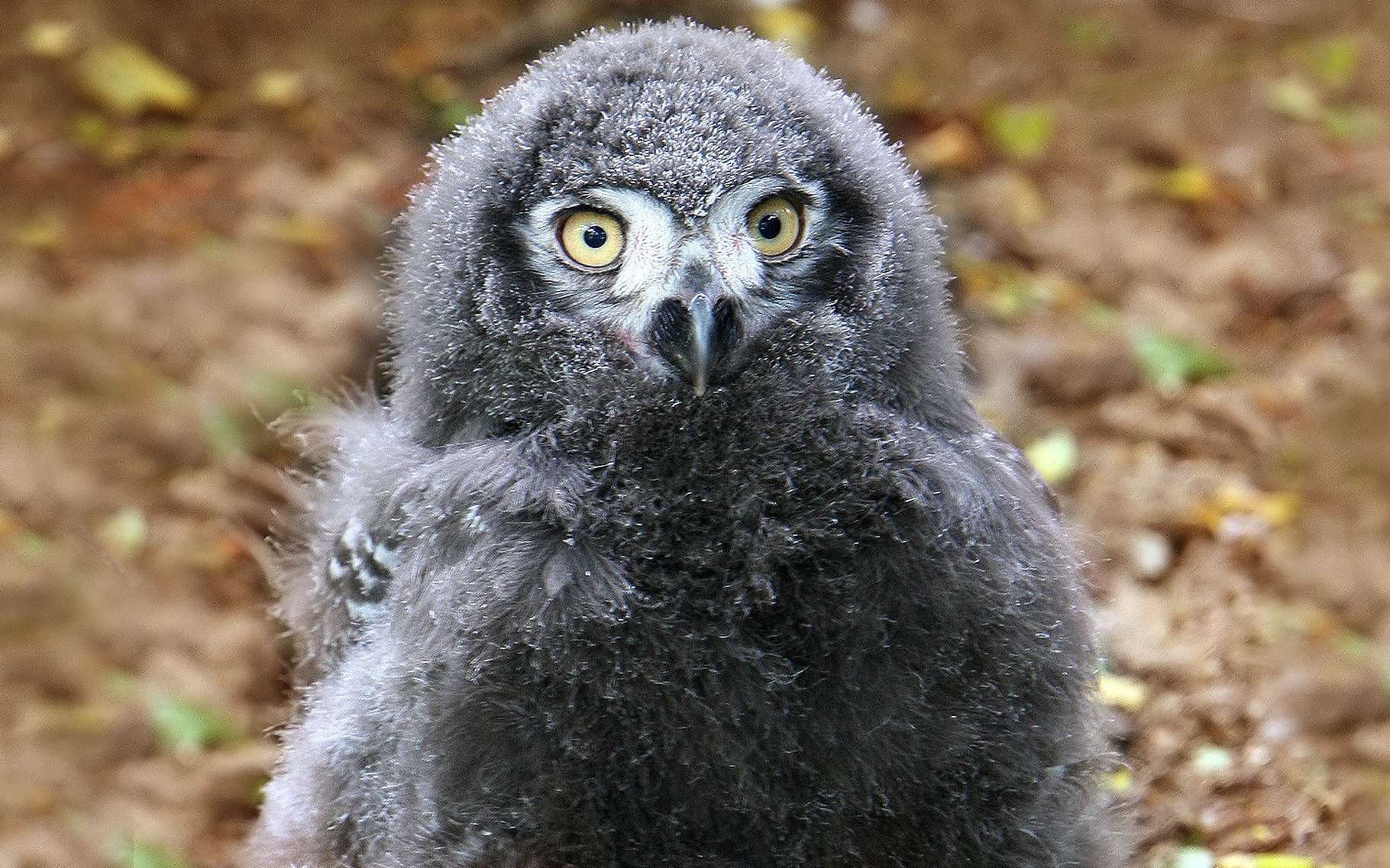 La nidification des chouettes harfangs | Dossier