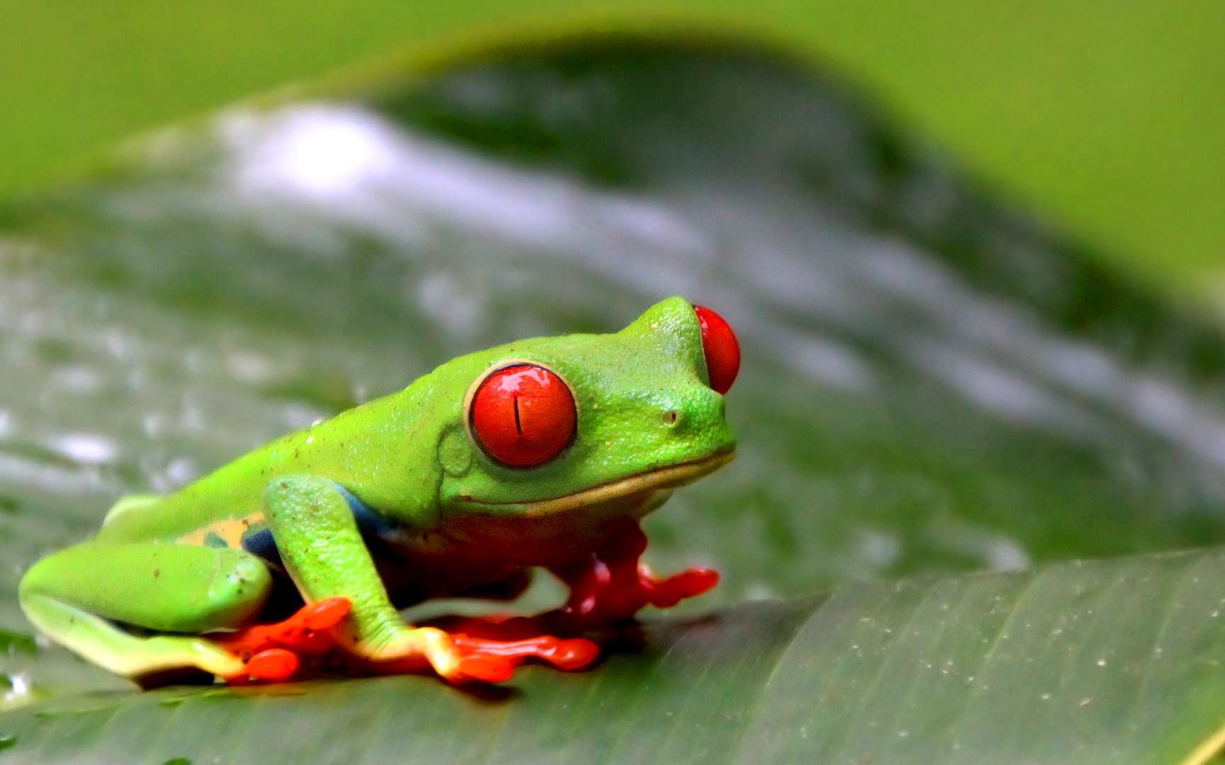 Photos | Voyage au Costa Rica, ce paradis sur terre, en 20 photos