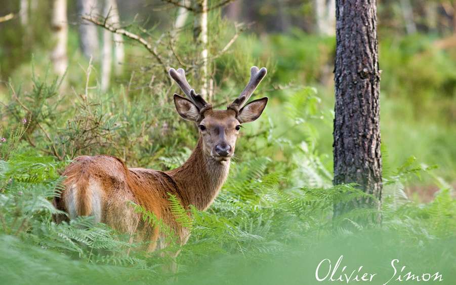 Photos | Mammifères de nos forêts et campagnes