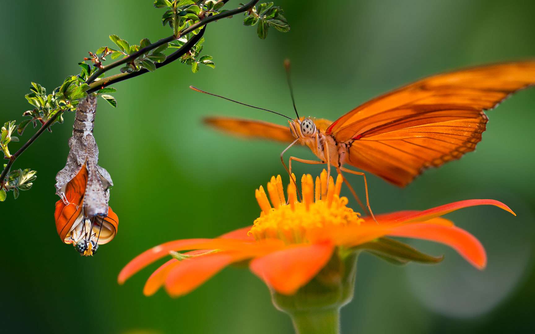 Photos | Métamorphose : de la chenille au papillon