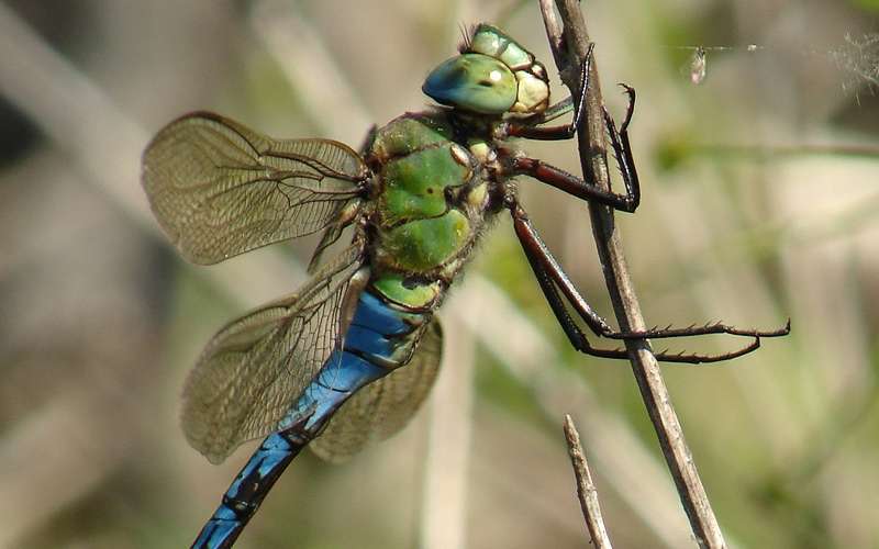 Photos | Voyage au pays des libellules en 23 photos