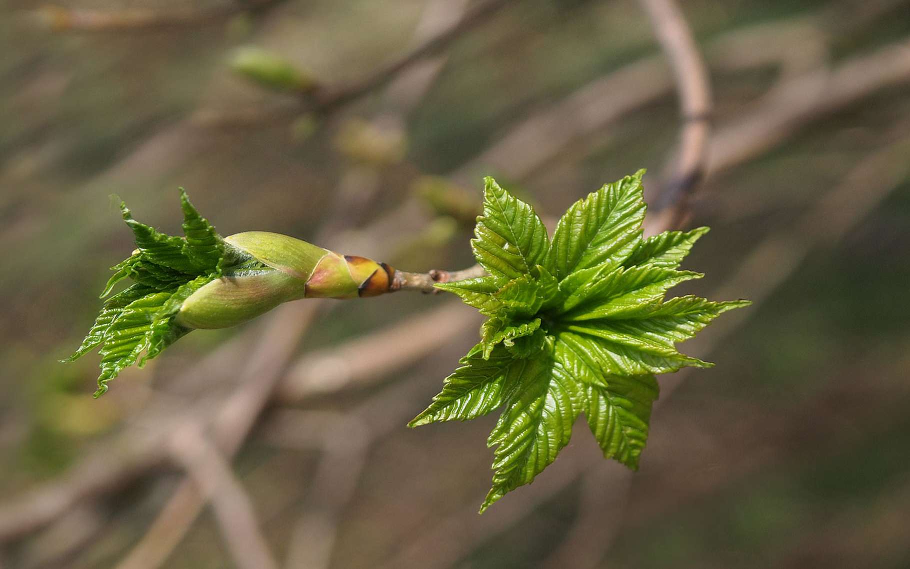 Les différents types de bourgeons | Dossier