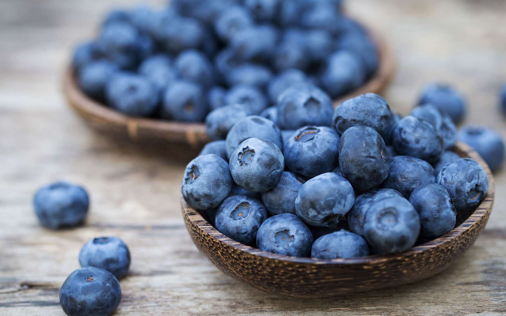 Myrtille : le myrtillier et ses variétés | Dossier