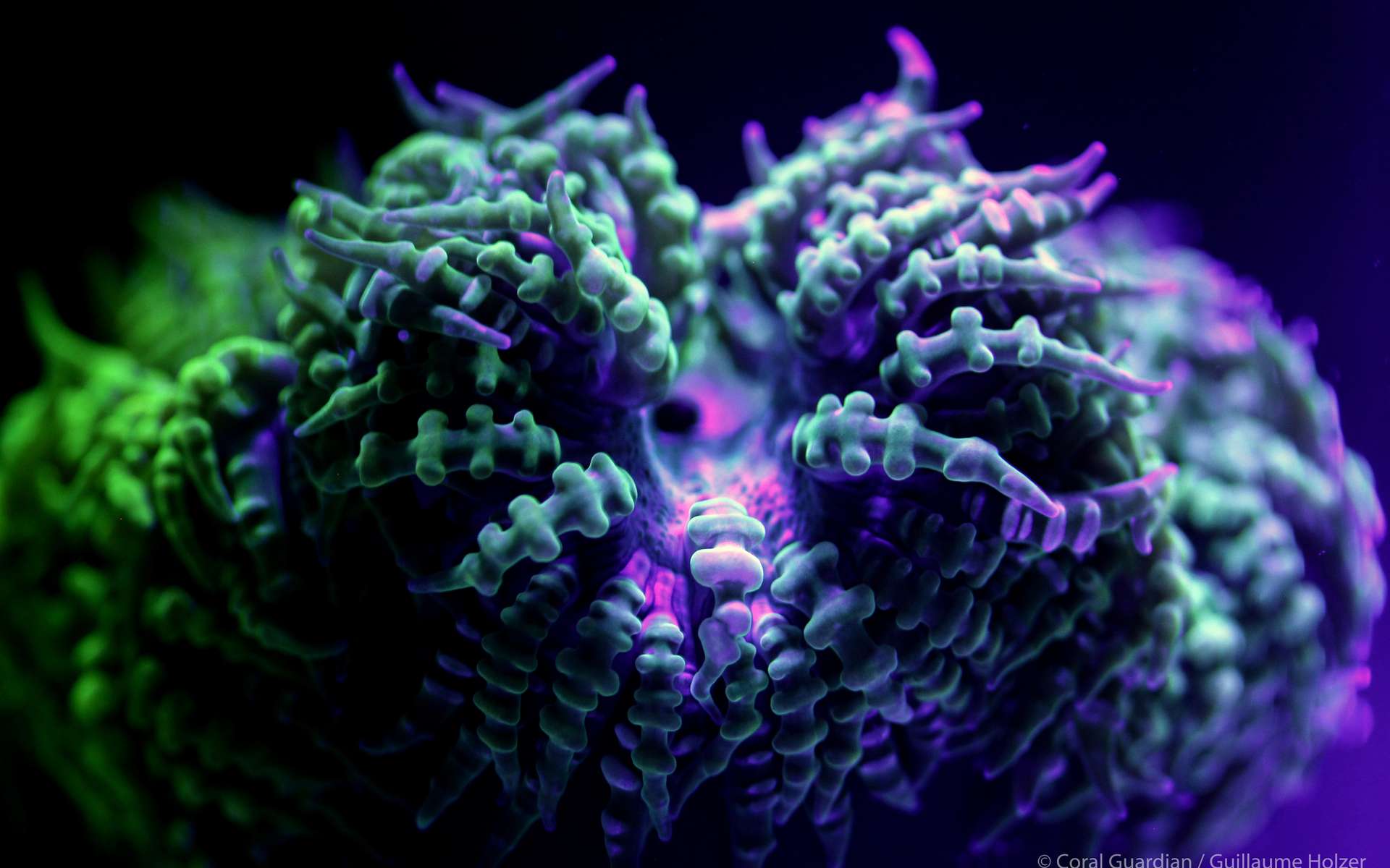 Photos | Le mystère des coraux en 15 photos d'exception