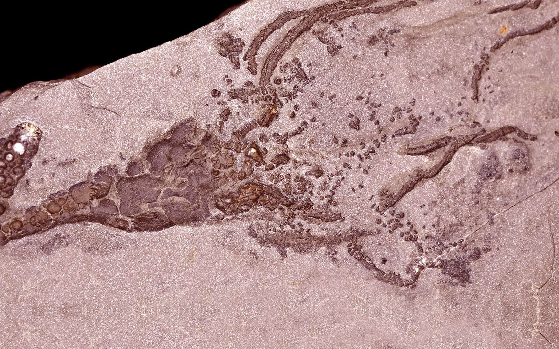 L'explosion cambrienne, mythe ou réalité ? | Dossier