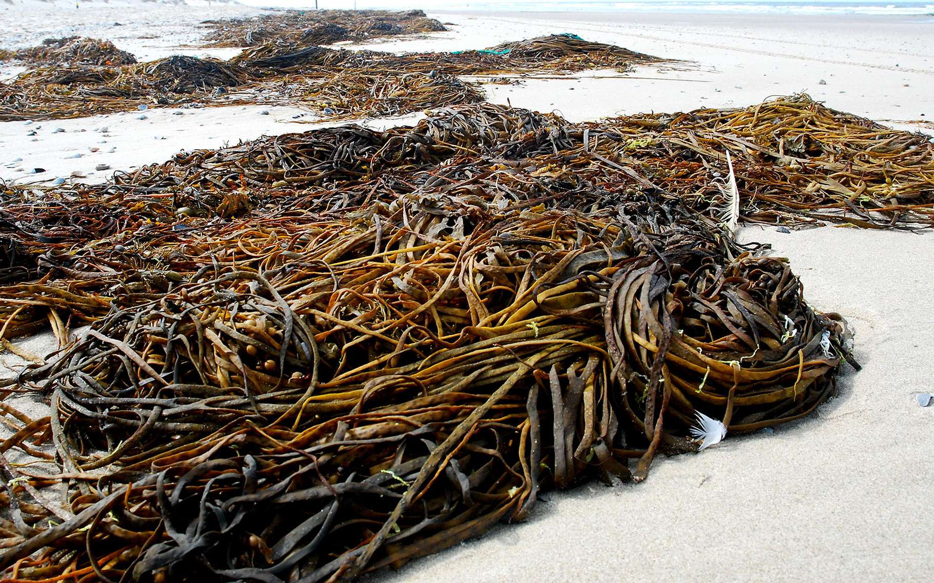 Structure et reproduction des algues | Dossier