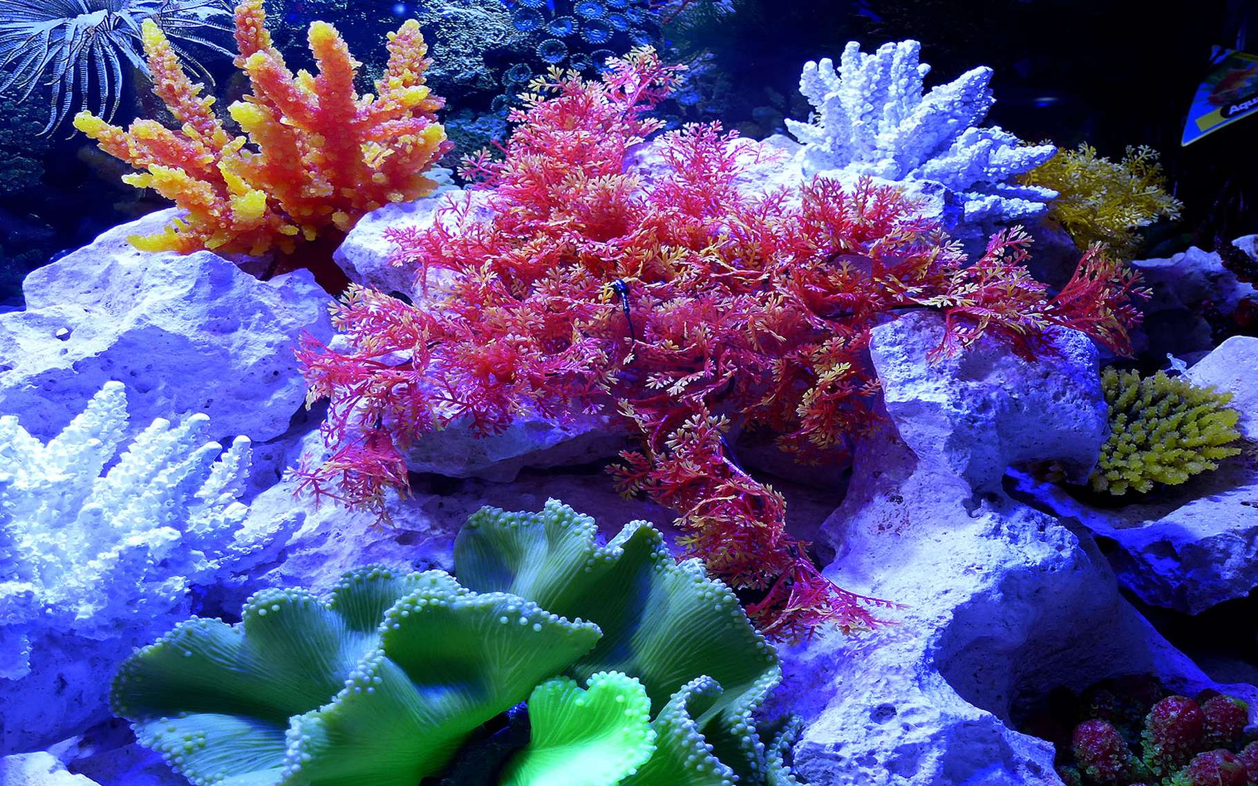 L'état des récifs coralliens | Dossier