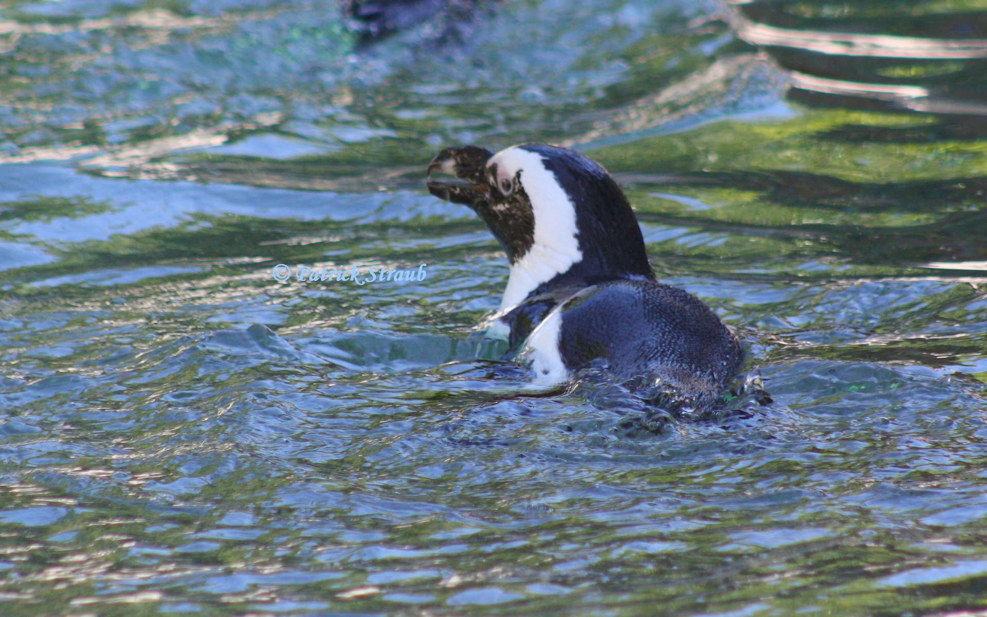 Définition | Manchot du Cap - Manchot à pieds noirs - Pingouin âne ...