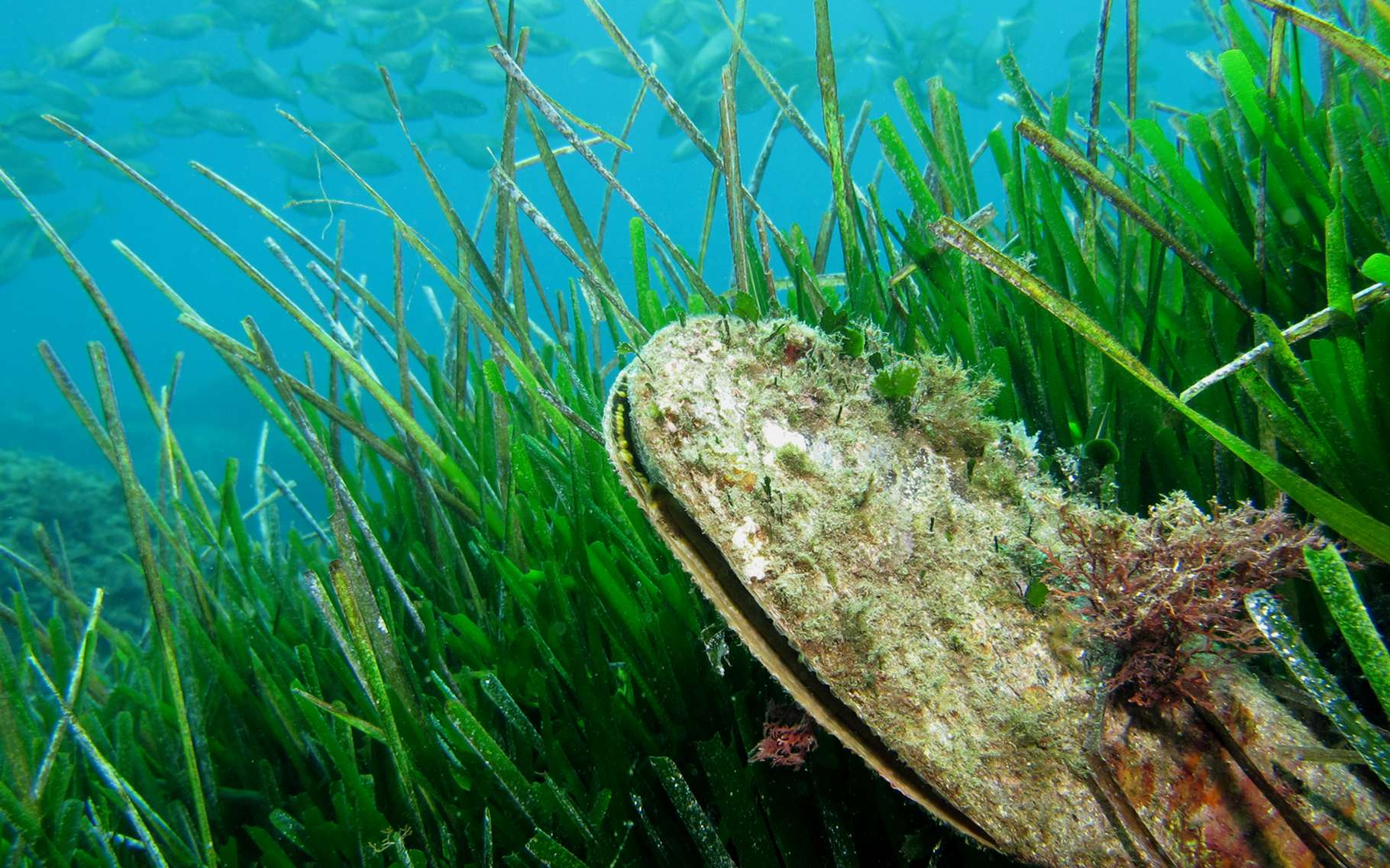 La posidonie, un miracle en Méditerranée | Dossier