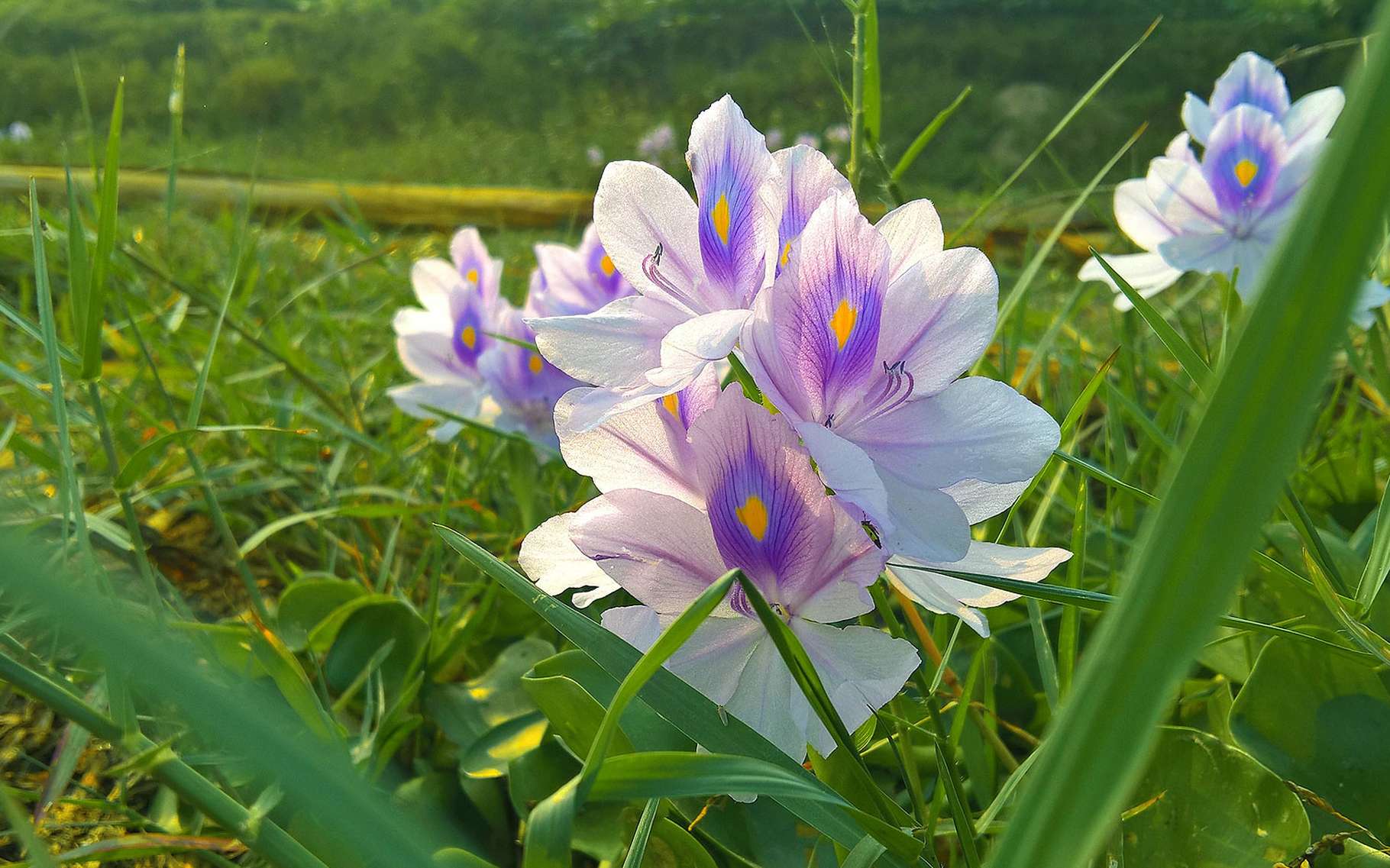 Les plantes invasives | Dossier